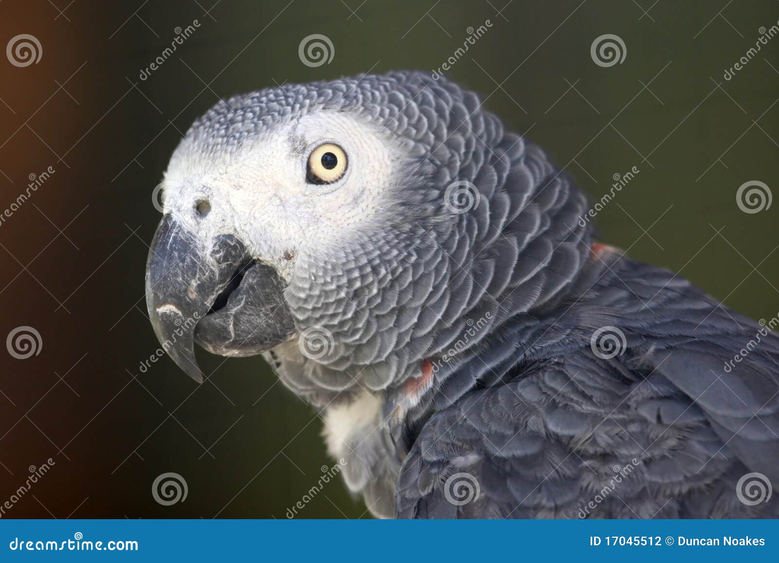 Loro del gris africano foto de archivo. Imagen de africano - 17045512