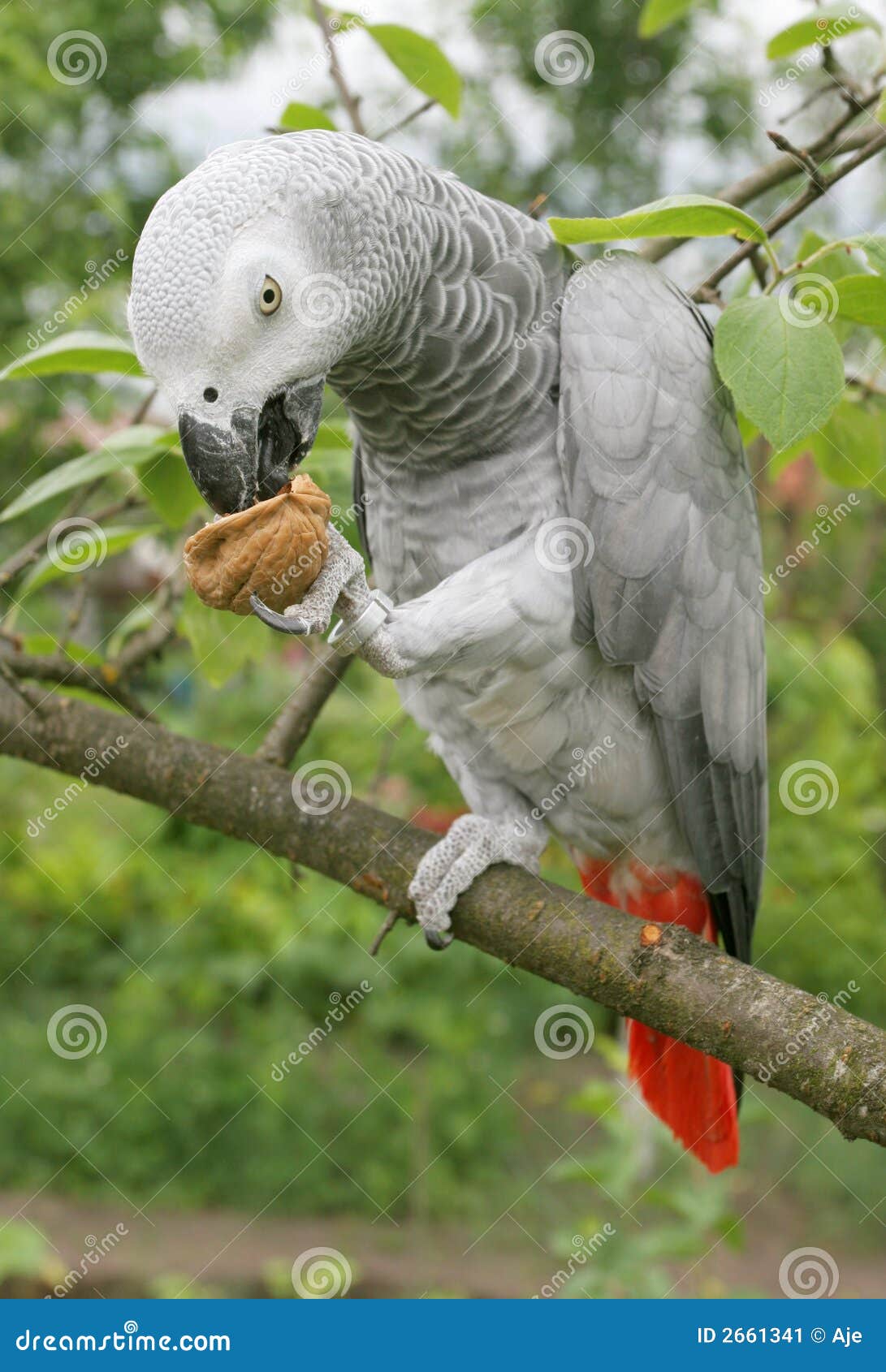 Loro del gris africano imagen de archivo. Imagen de fauna - 2661341
