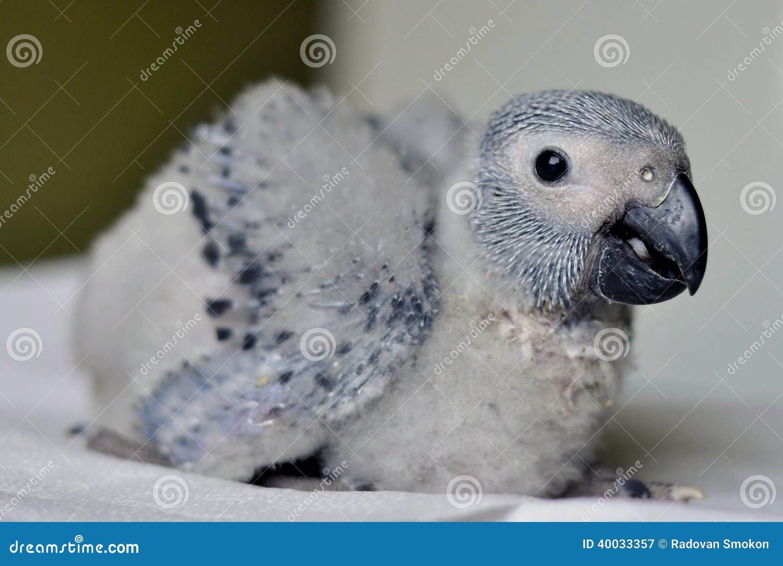 Loro del gris africano imagen de archivo. Imagen de corte - 40033357