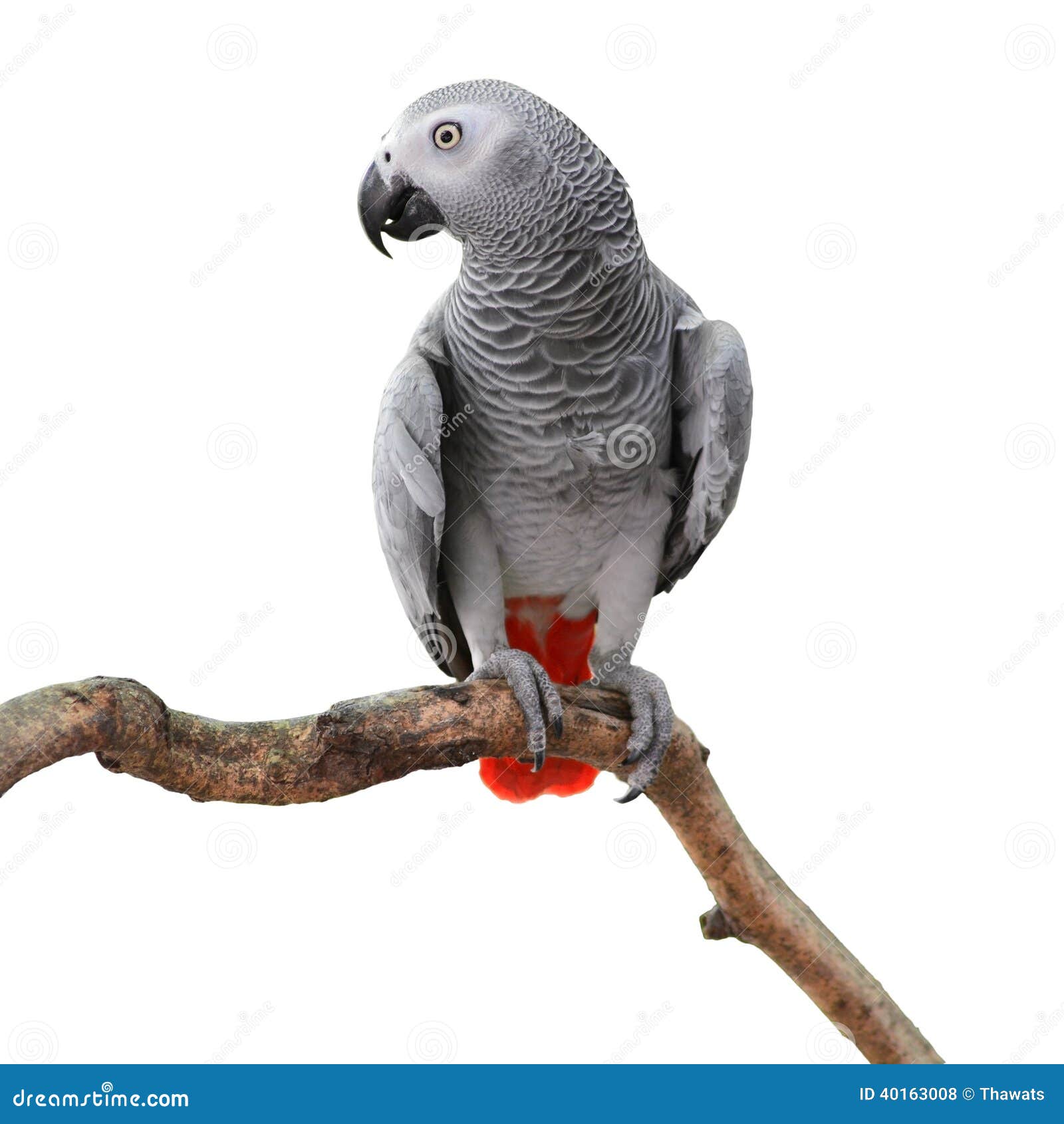 Loro del gris africano foto de archivo. Imagen de blanco - 40163008