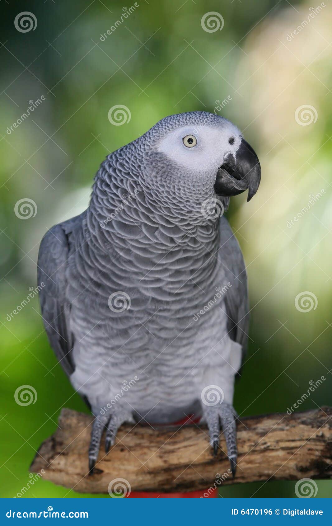 Loro del gris africano foto de archivo. Imagen de fauna - 6470196