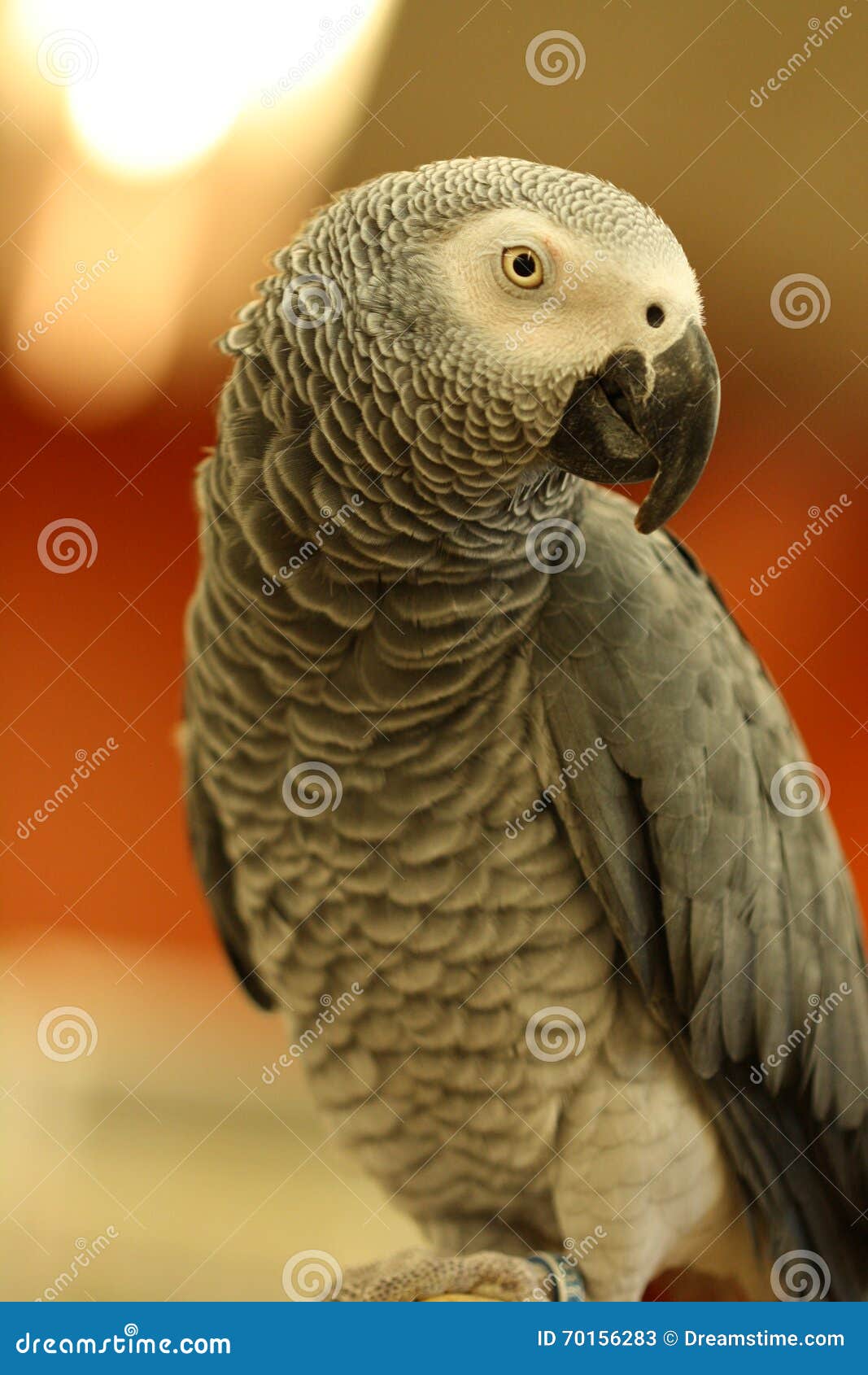 Loro del gris africano imagen de archivo. Imagen de gris - 70156283
