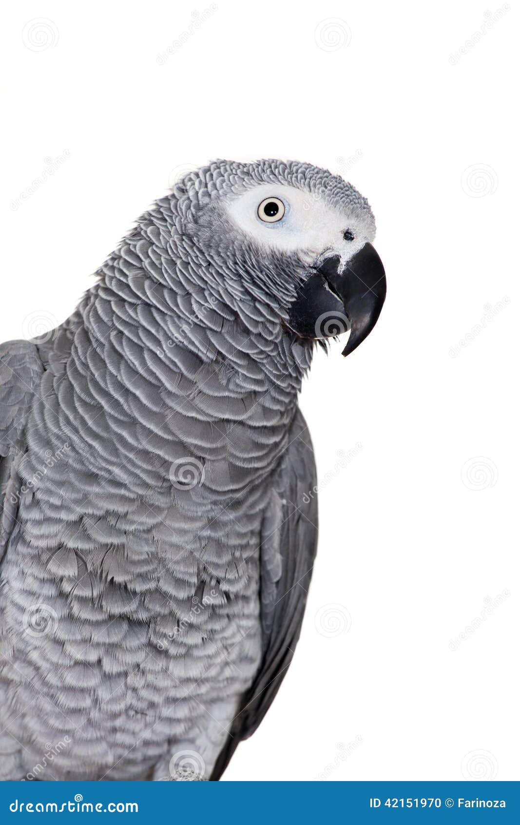Loro Del Gris Africano Aislado En Blanco Foto de archivo - Imagen de ...