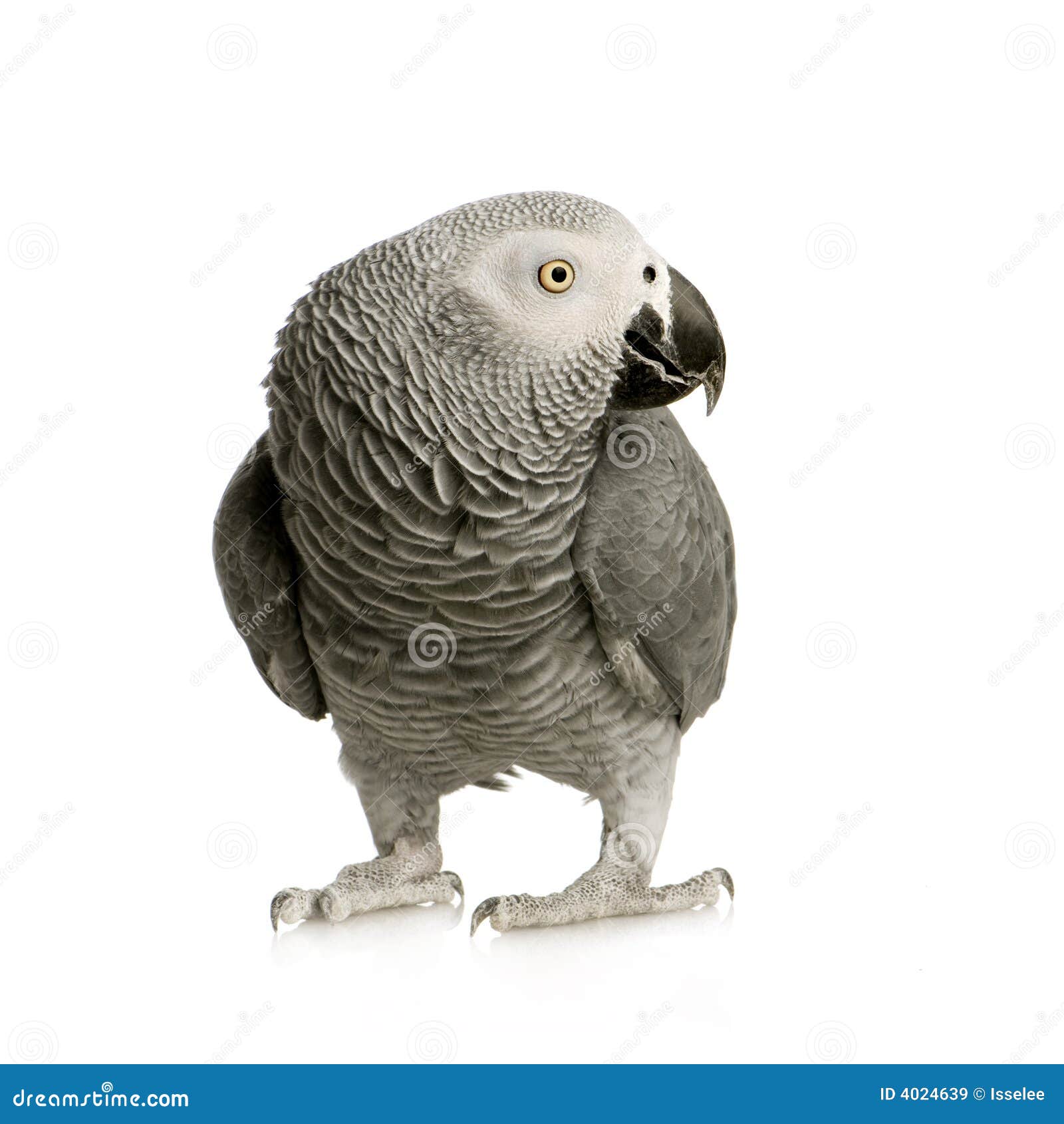 Loro Del Gris Africano - Erithacus Del Psittacus Imagen de archivo ...