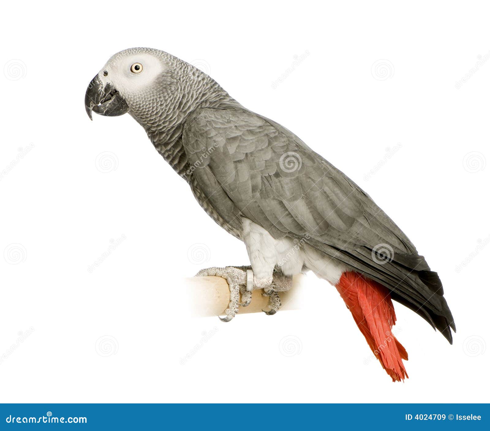 Loro Del Gris Africano - Erithacus Del Psittacus Imagen de archivo ...