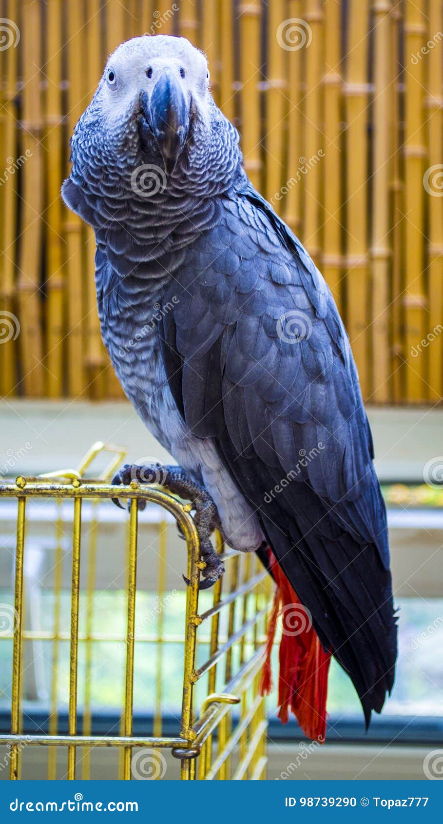 Loro Loro Del Gris Africano Loro Jaco Foto de archivo - Imagen de ...