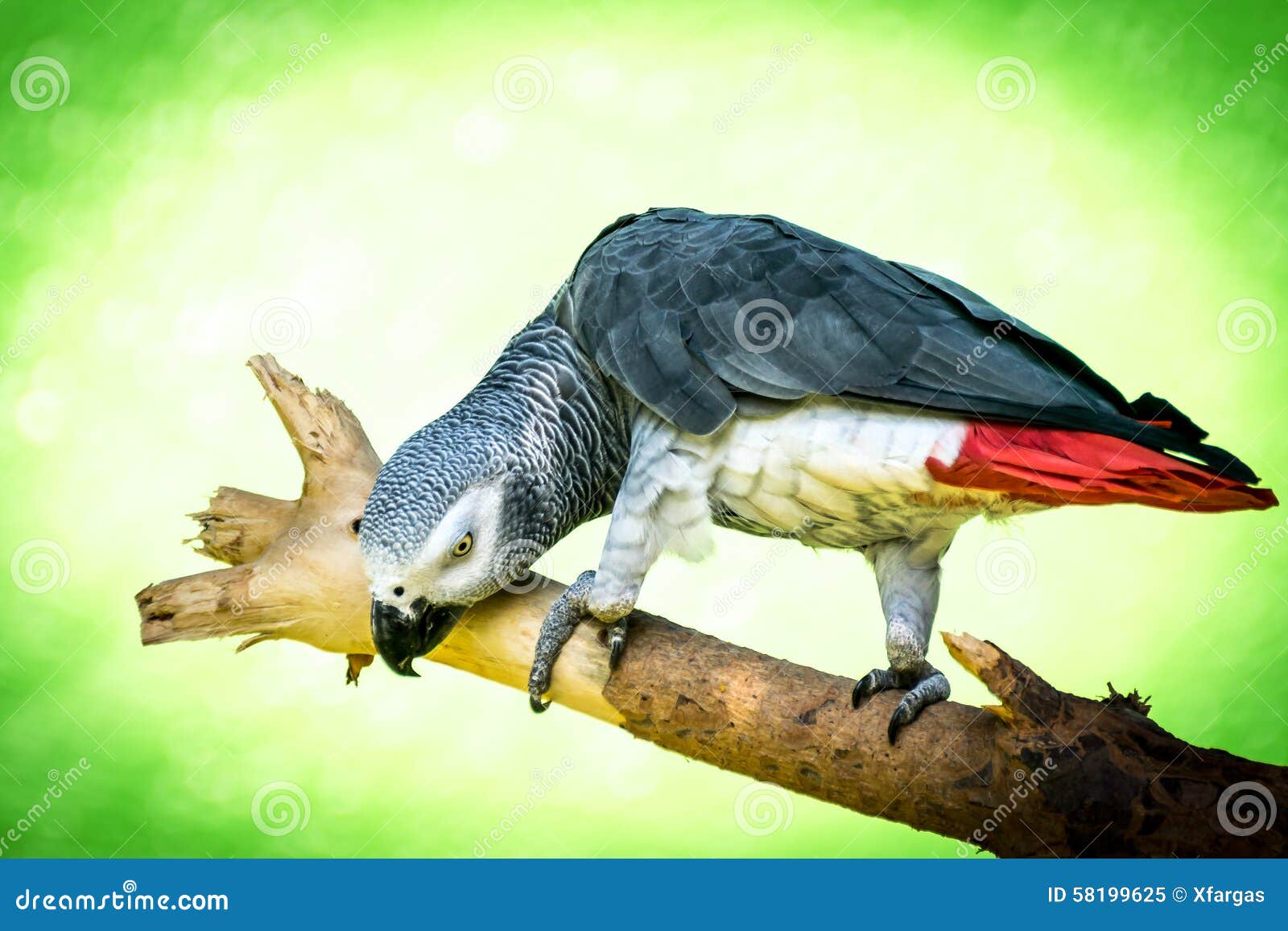 Loro Del Gris Africano (Psittacus-erithacus) Imagen de archivo - Imagen ...