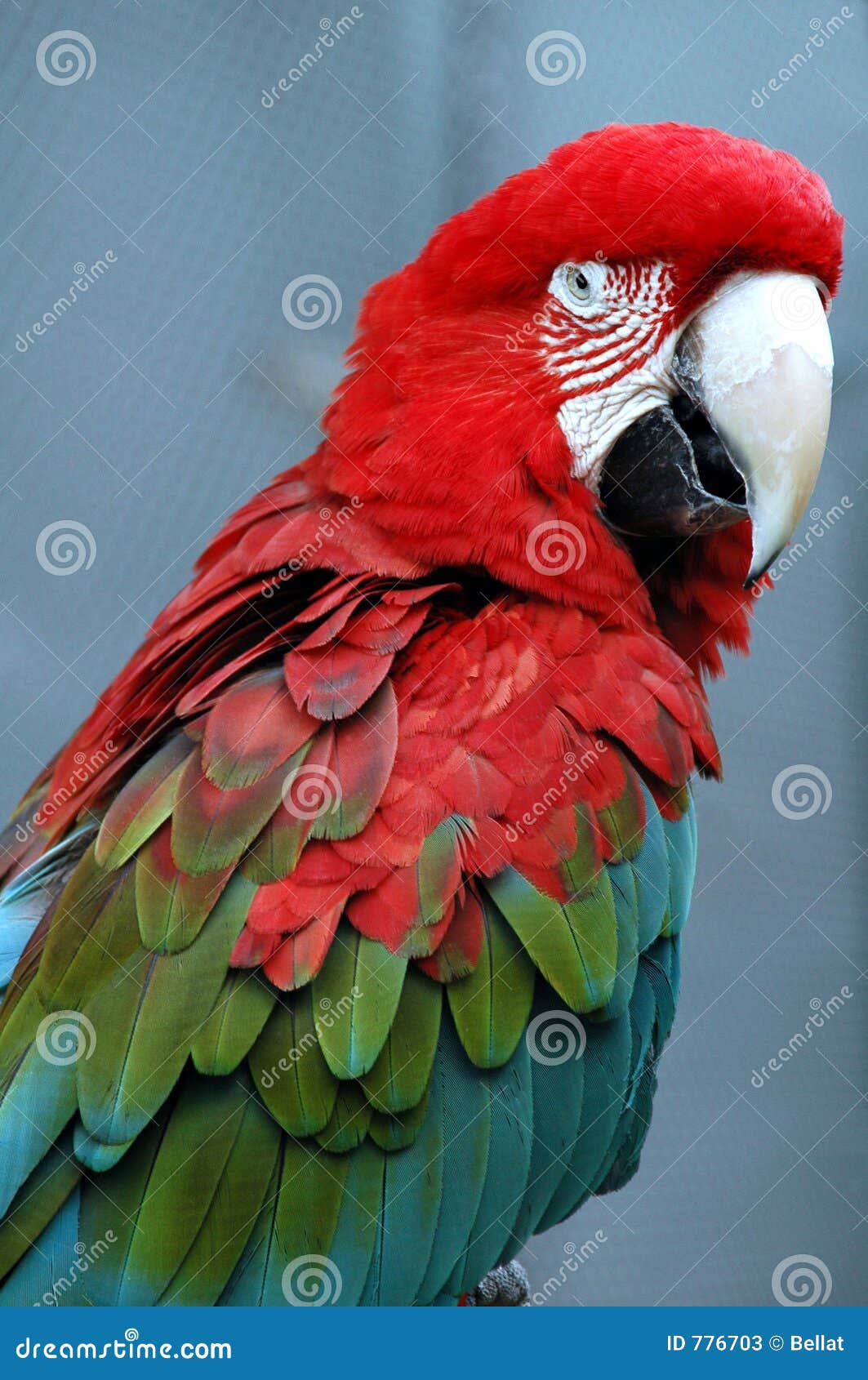 Loro del Macaw imagen de archivo. Imagen de colorido, departamento - 776703