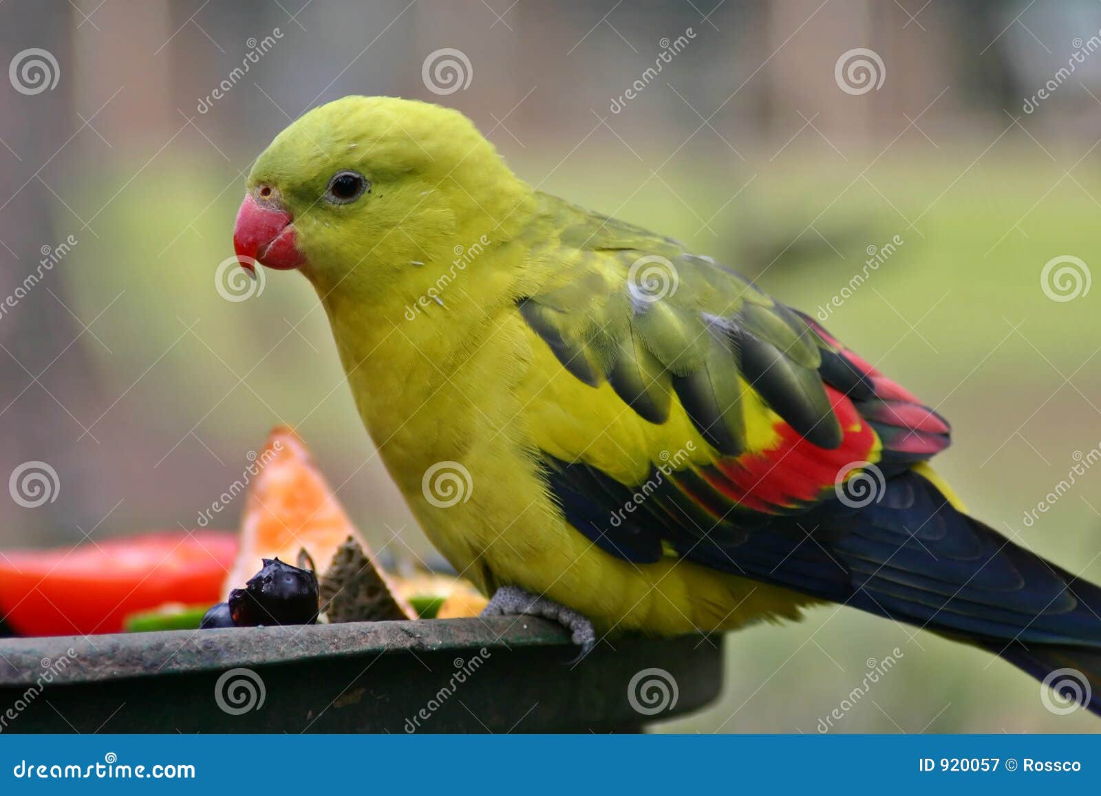 Loro del regente imagen de archivo. Imagen de relajado - 920057