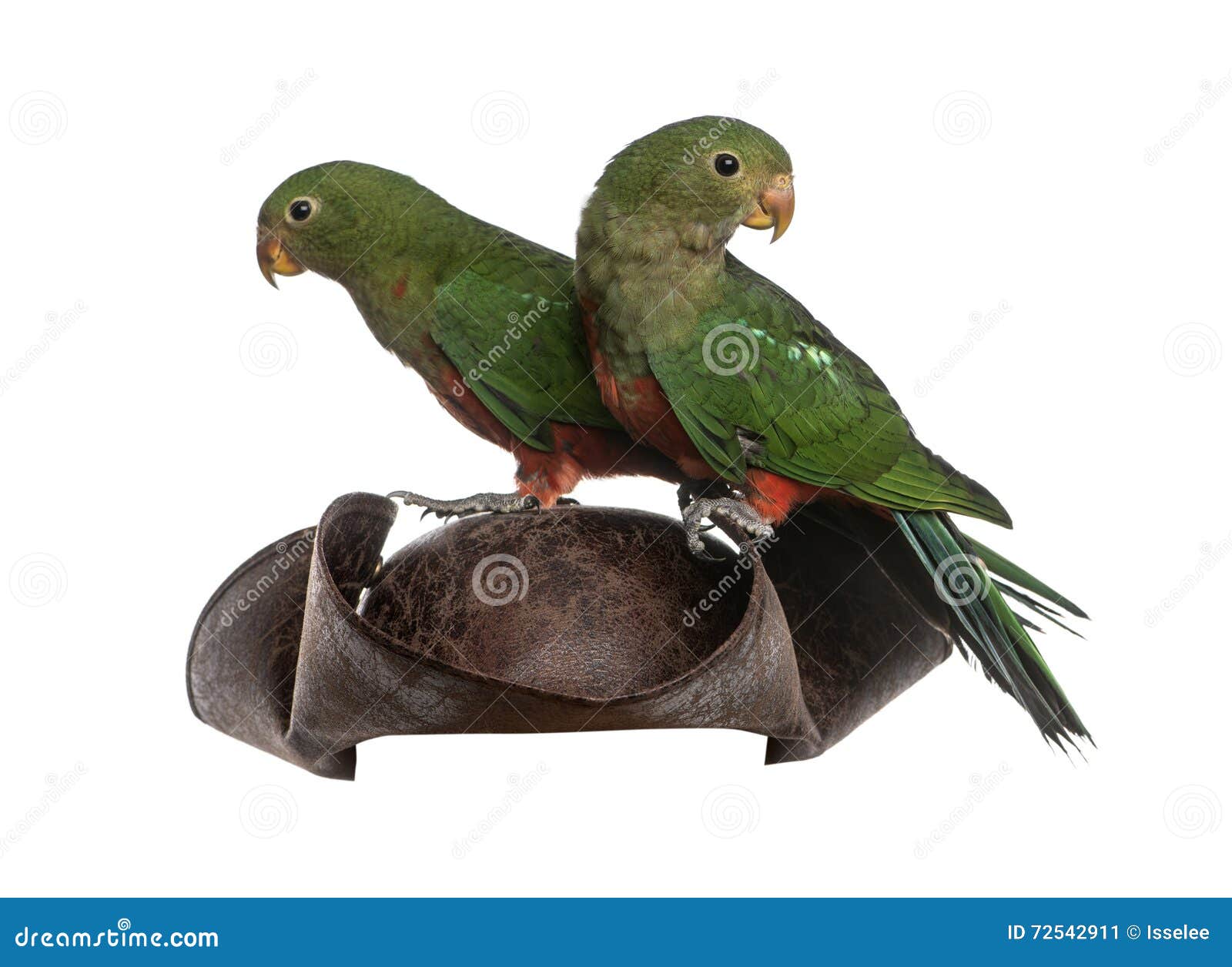 Loro Del Rey Aislado En Blanco Imagen de archivo - Imagen de salir ...