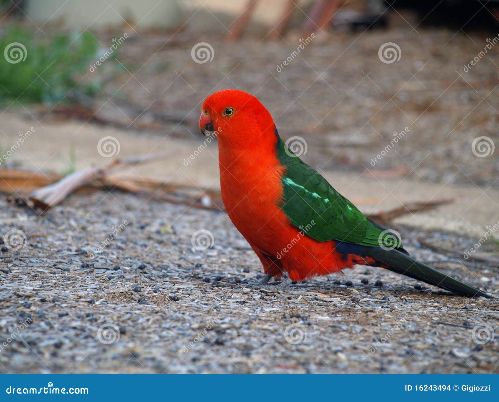 Loro Del Rey (scapularis De Alisterus) Foto de archivo - Imagen de rojo ...