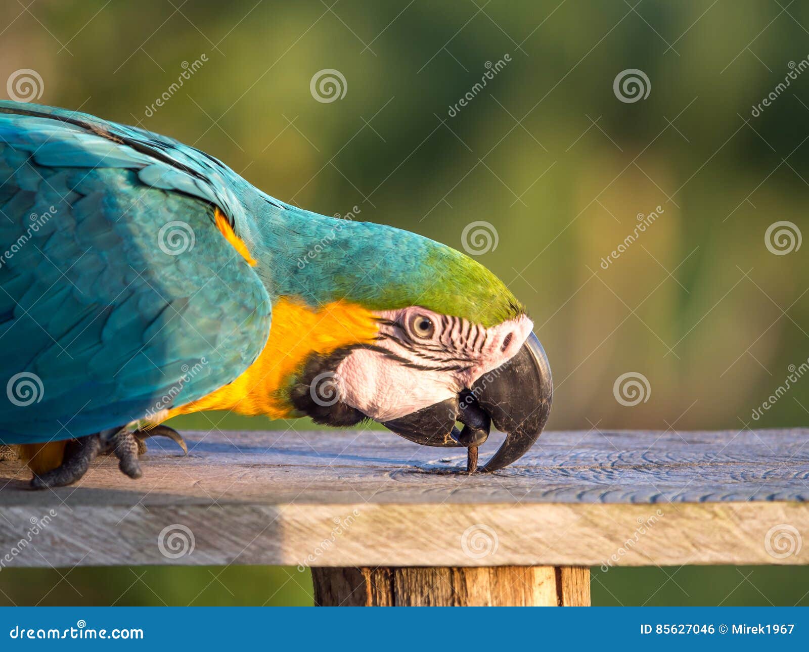 Loro en la selva foto de archivo. Imagen de colorido - 85627046