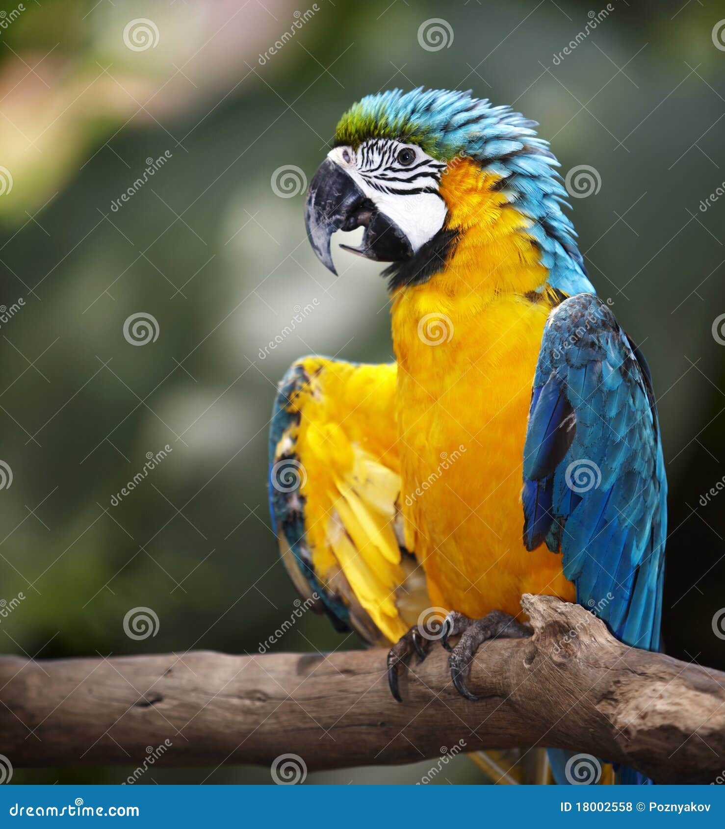 Loro En Selva Tropical Verde. Foto de archivo - Imagen de hablar ...