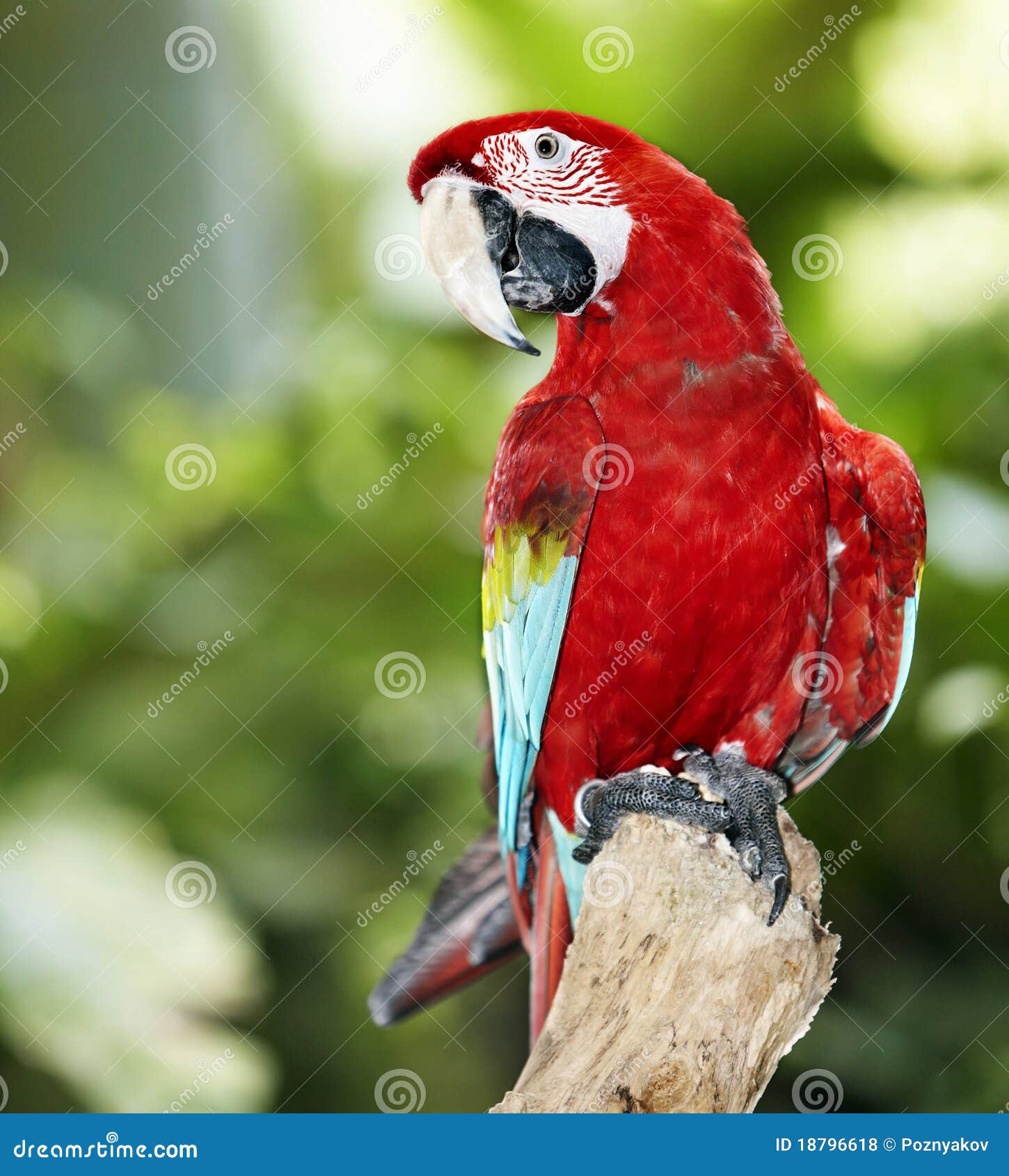 Loro En Selva Tropical Verde. Foto de archivo - Imagen de fauna, pico ...