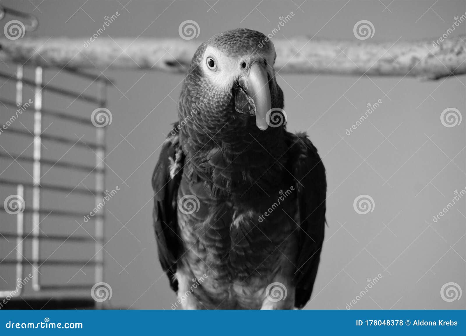 Loro gris africano foto de archivo. Imagen de mascotas - 178048378