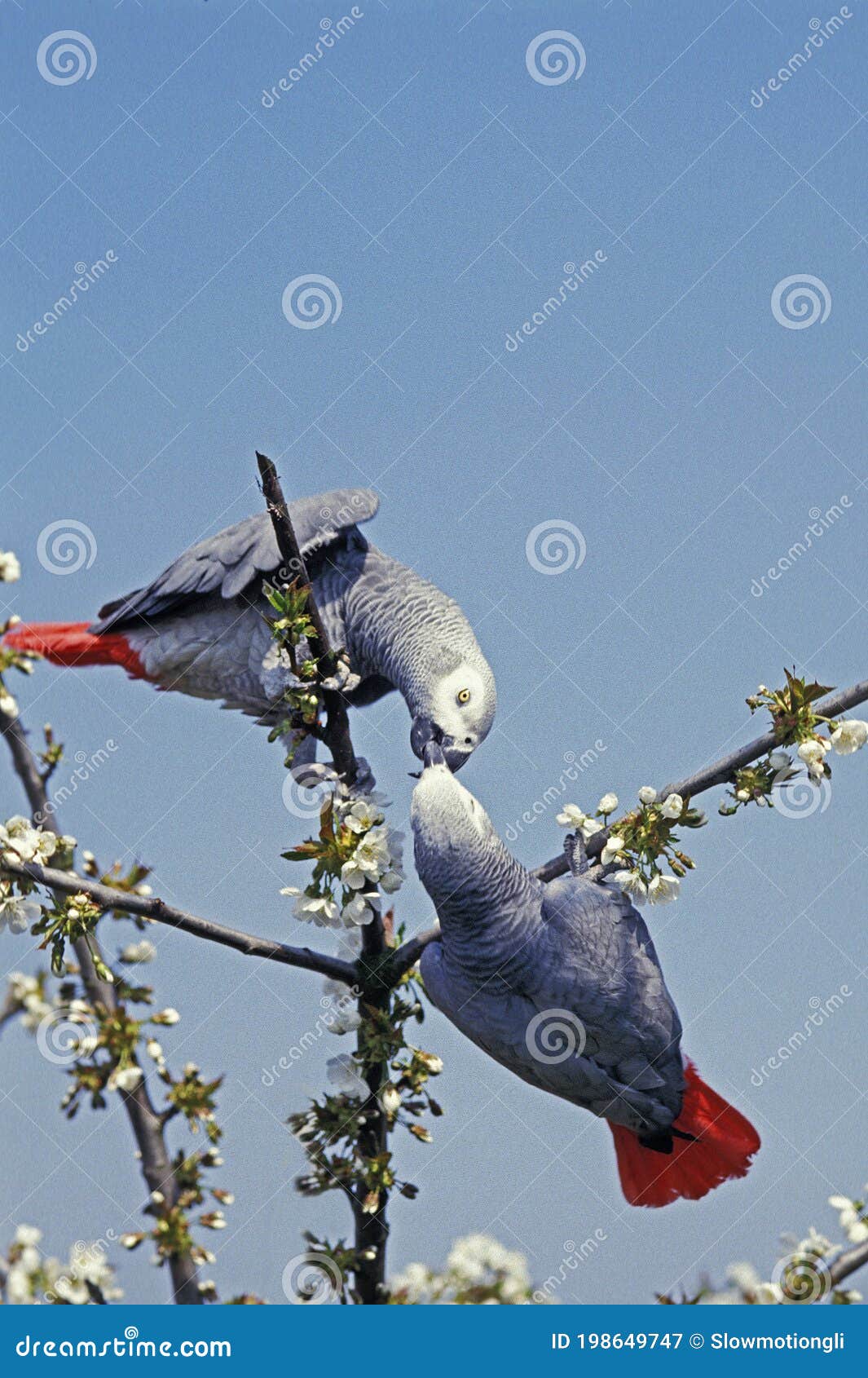 Loro Gris Africano, Psittacus Erithacus Imagen de archivo - Imagen de ...
