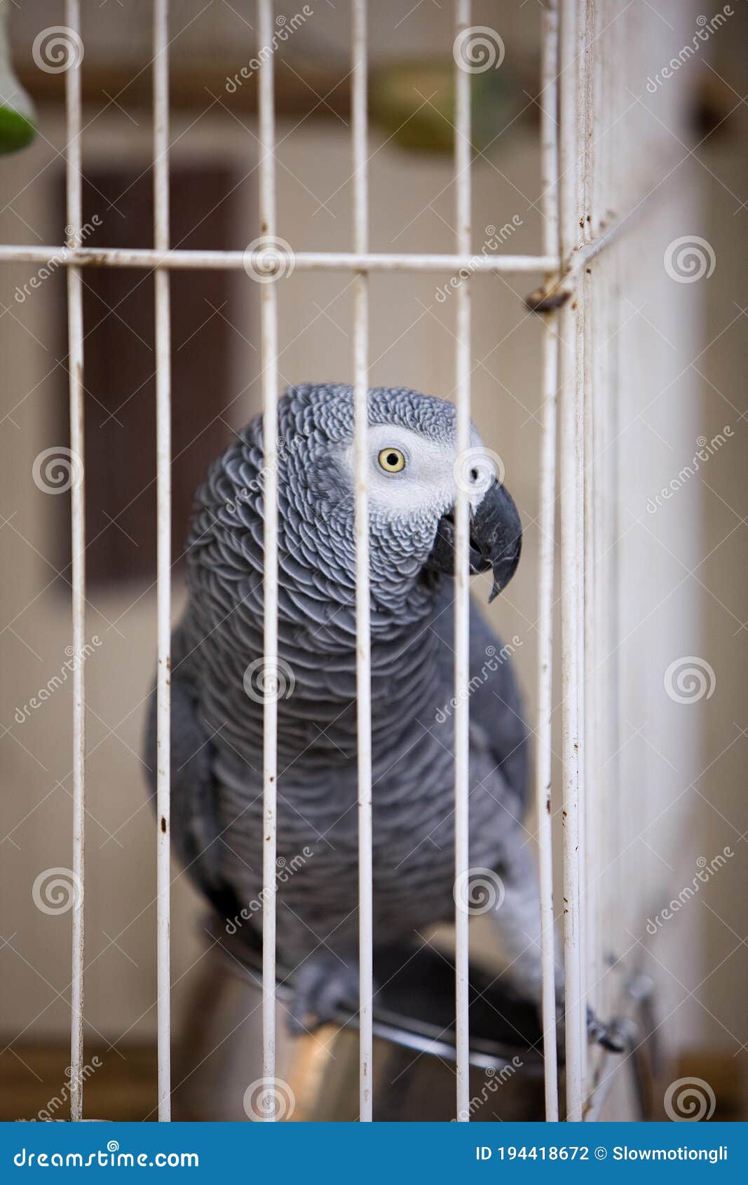 Loro Gris Africano Psittacus Erithacus En Jaula Namibia Foto de archivo ...