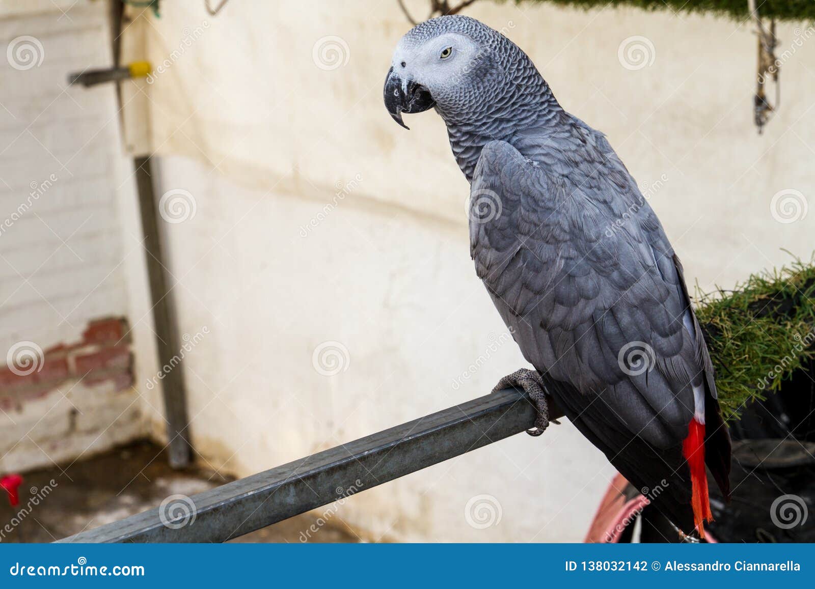 Loro Gris - Erithacus Del Psittacus - Imagen - Foto Foto de archivo ...