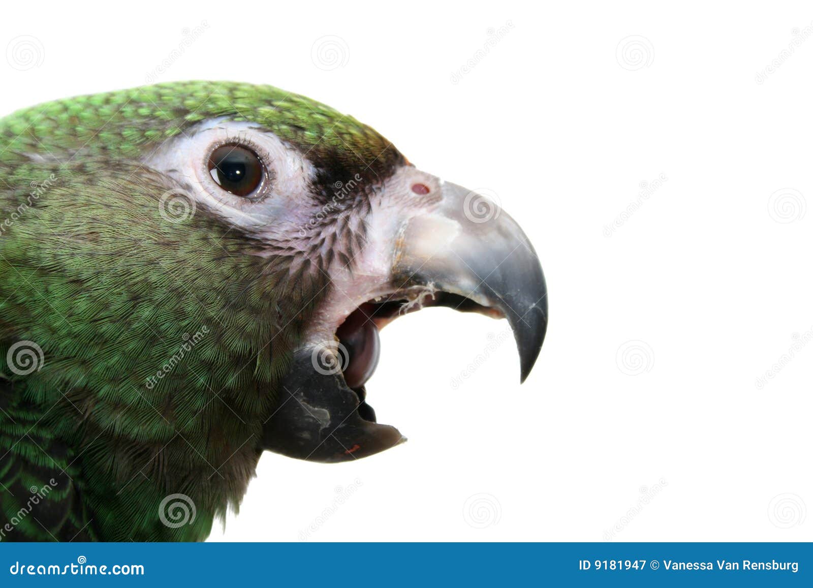 Loro joven imagen de archivo. Imagen de fauna, plumas - 9181947