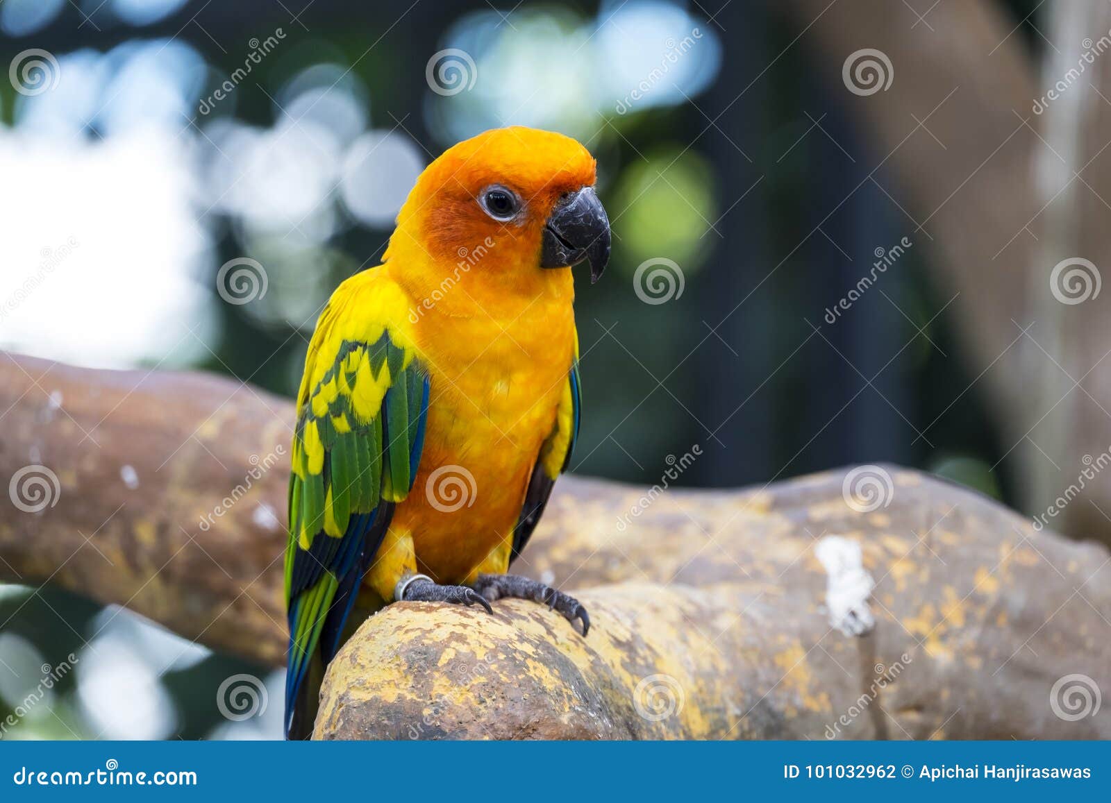 Loro Lindo Del Conure Del Sol Foto de archivo - Imagen de rojo, animal ...