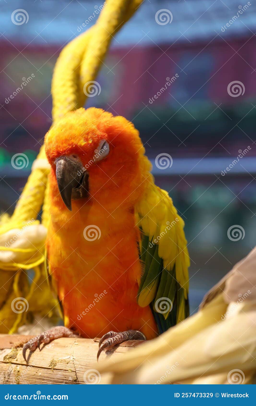 Loro imagen de archivo. Imagen de jaula, tropical, escarlata - 257473329