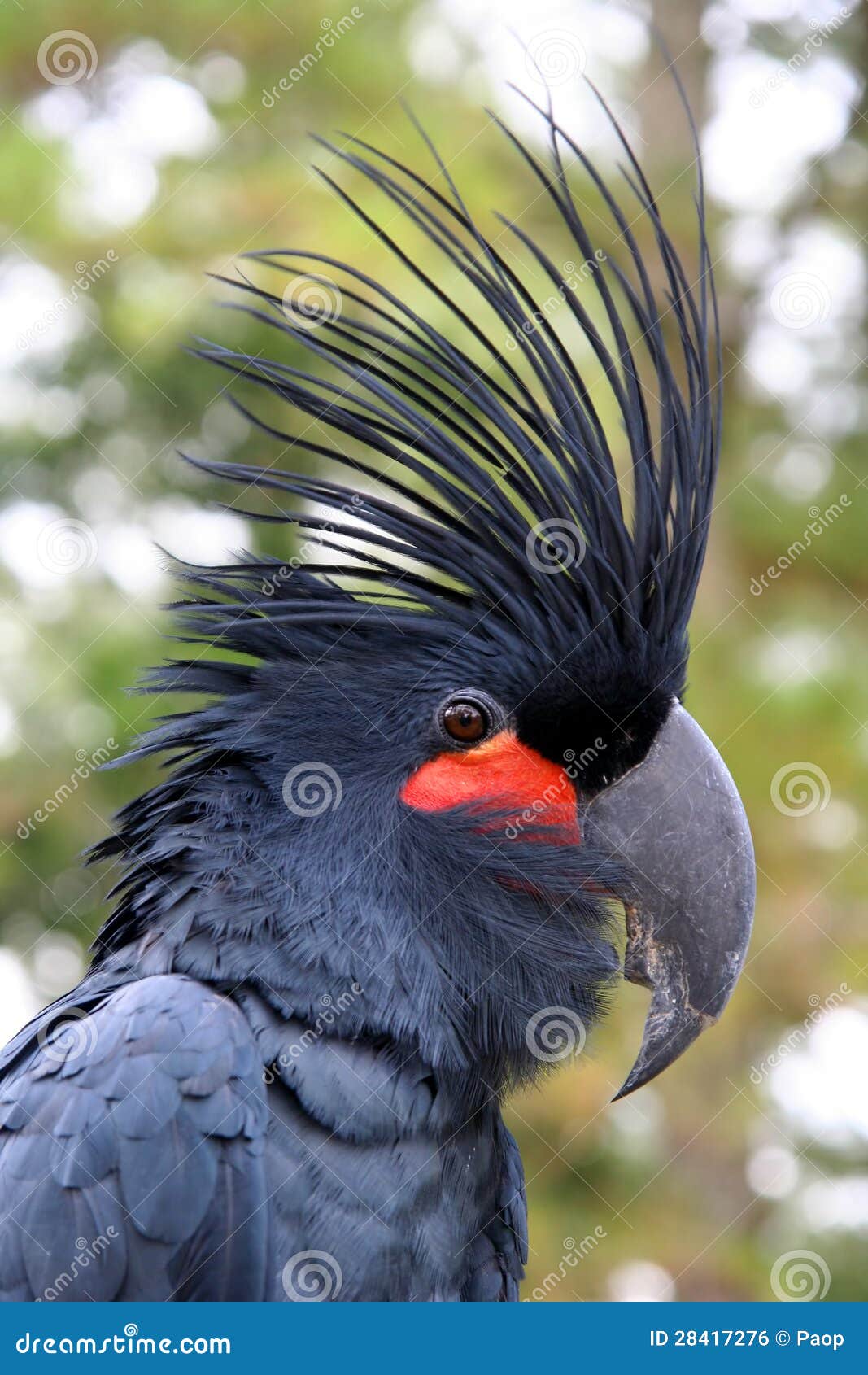 Loro negro foto de archivo. Imagen de pico, indonesio - 28417276