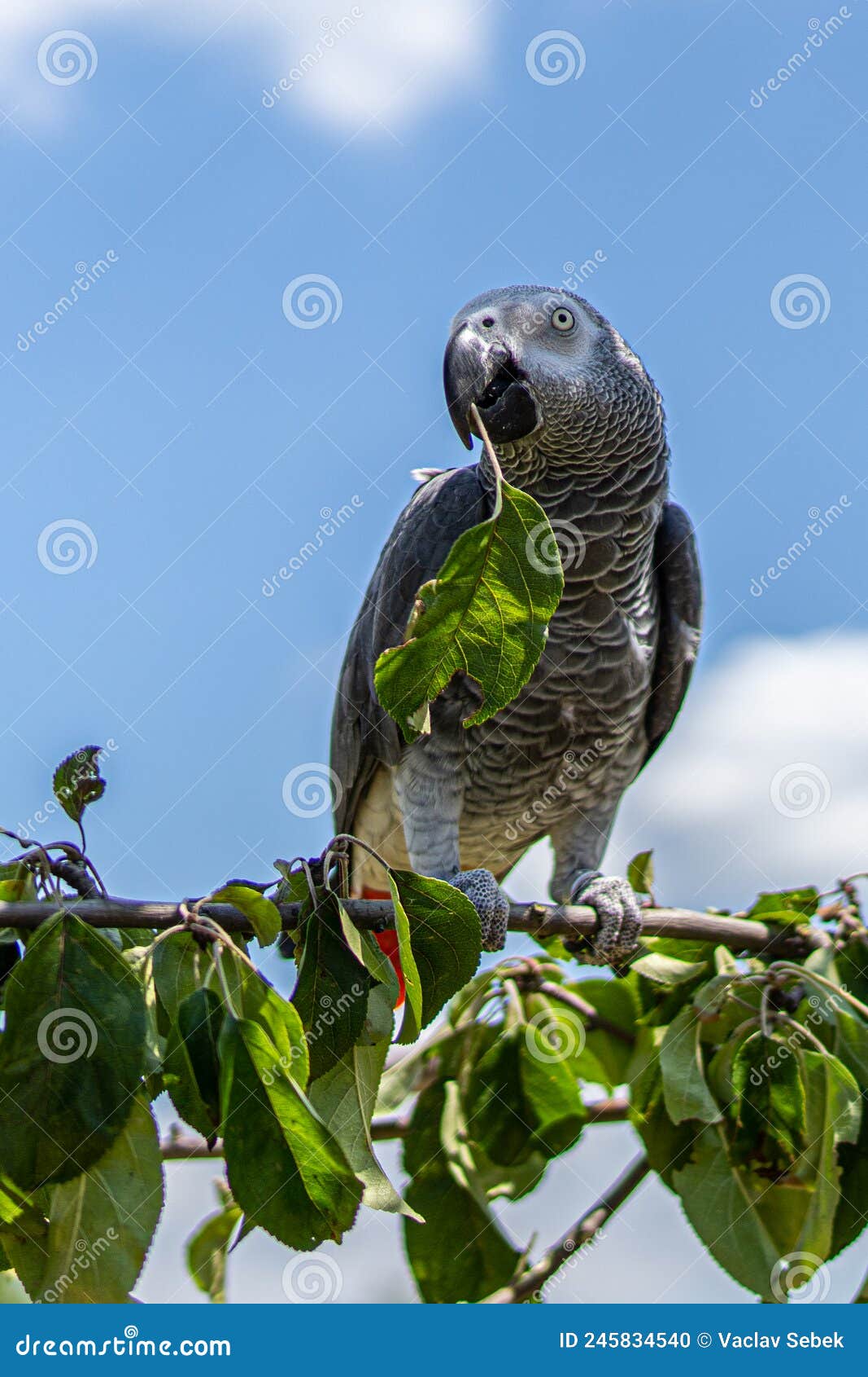 Loro psittacus erithacus foto de archivo. Imagen de africano - 245834540