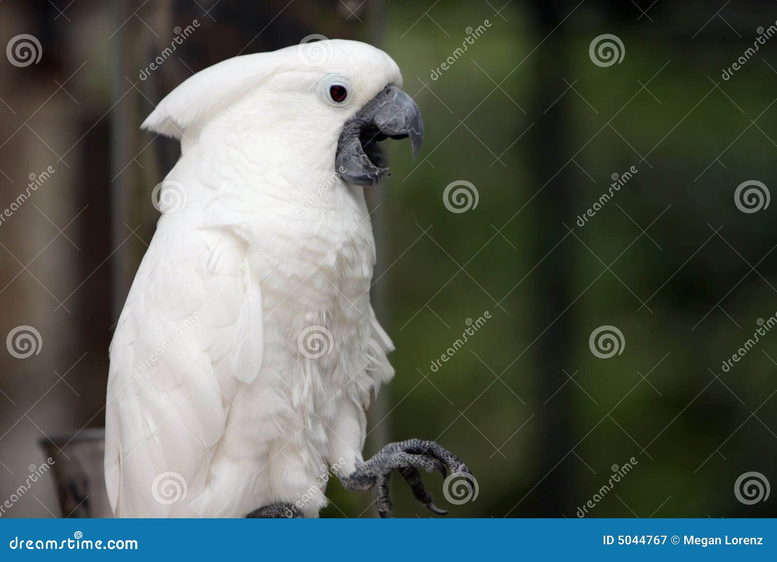 Loro que habla imagen de archivo. Imagen de fauna, loros - 5044767