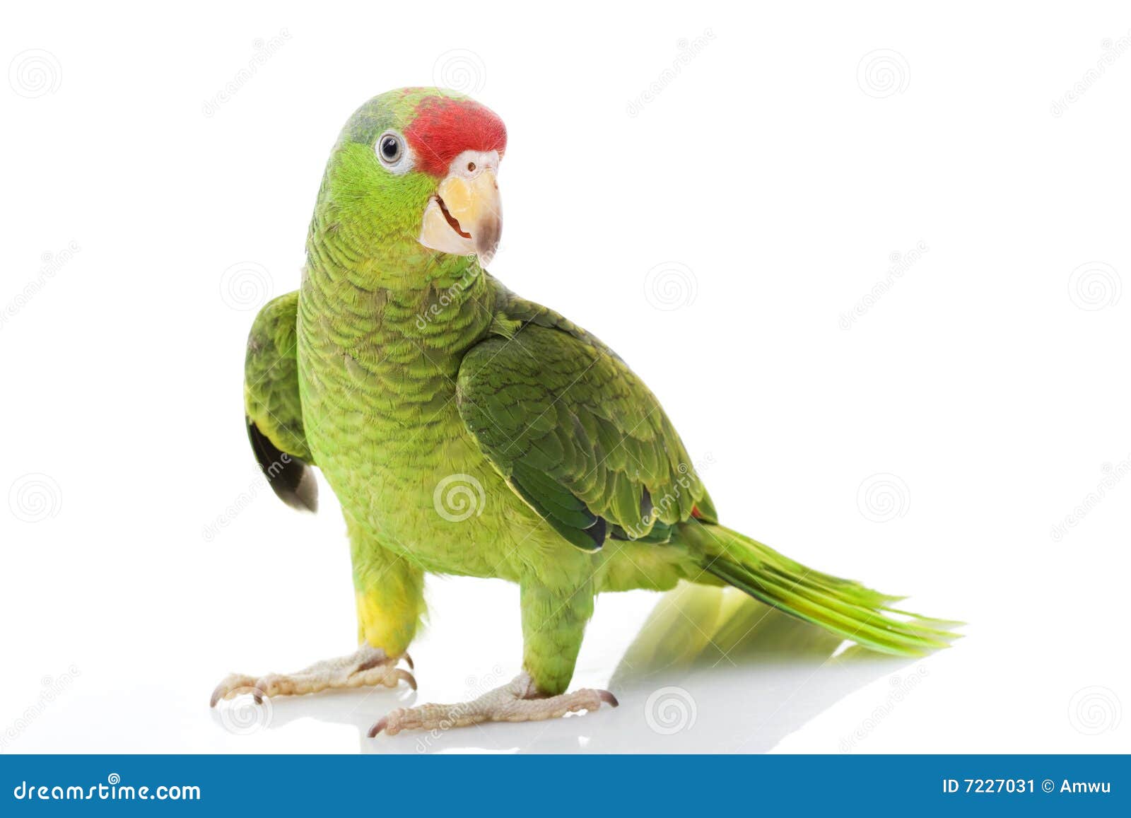 Loro Red-headed Mexicano Del Amazonas Imagen de archivo - Imagen de ...