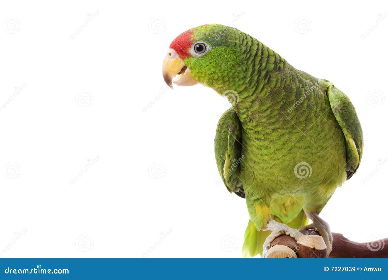 Loro Red-headed Mexicano Del Amazonas Imagen de archivo - Imagen de ...