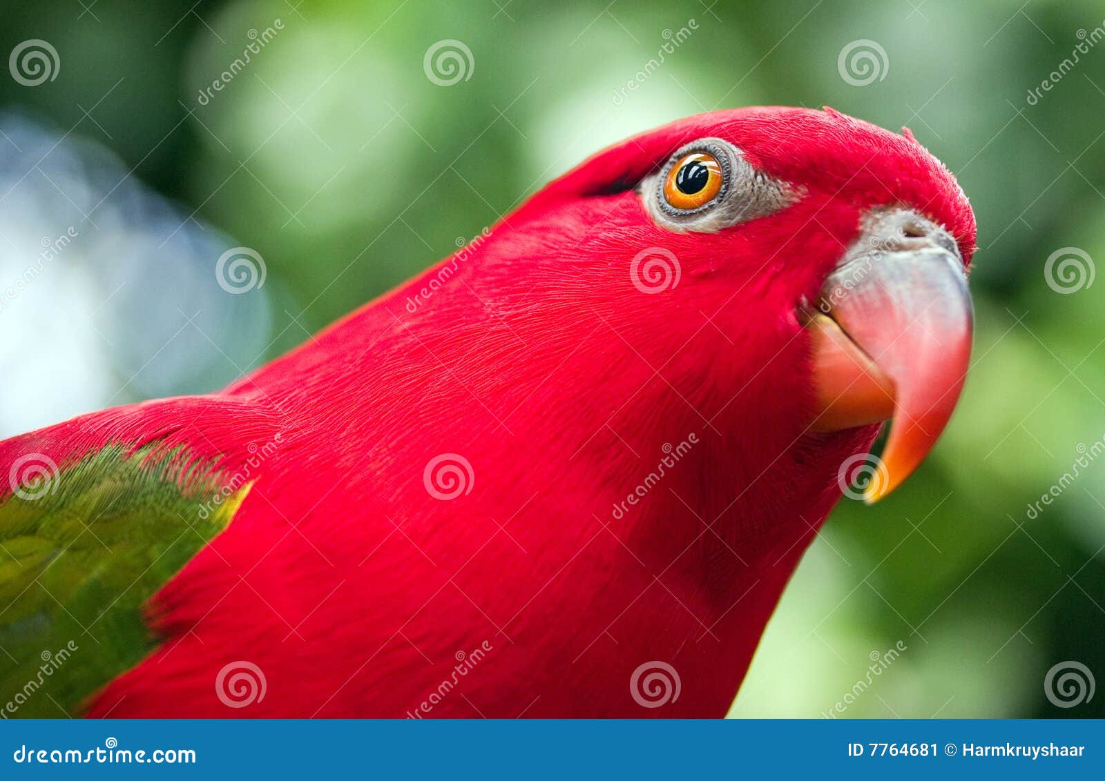 Loro Rojo Con Las Alas Verdes Imagen de archivo - Imagen de color, rojo ...