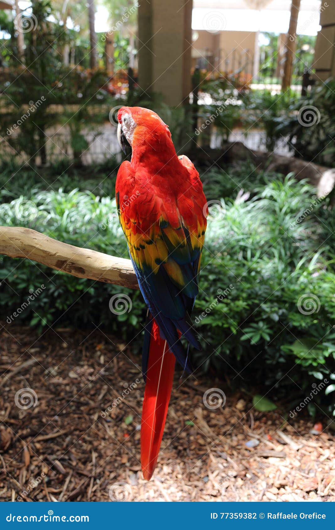 Loro Rojo, Isla De La Selva, Miami, La Florida Foto de archivo - Imagen ...