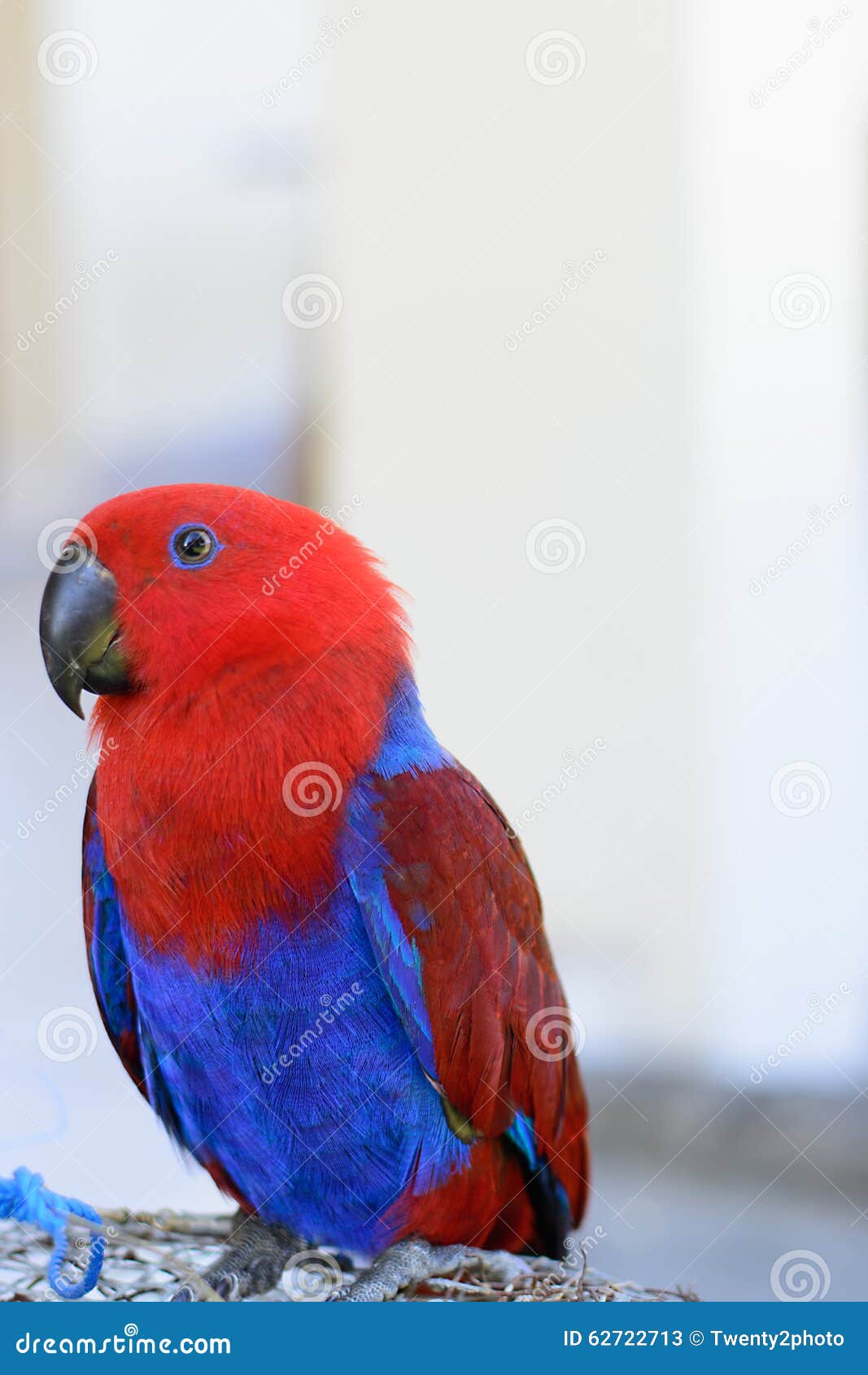 Loro rojo y azul imagen de archivo. Imagen de vivo, pico - 62722713