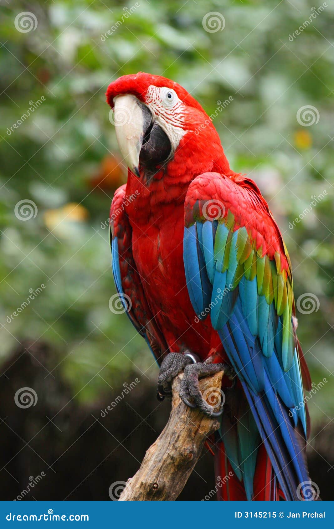Loro Rojo Y Verde Del Macaw Imagen de archivo - Imagen de pluma, ahora ...