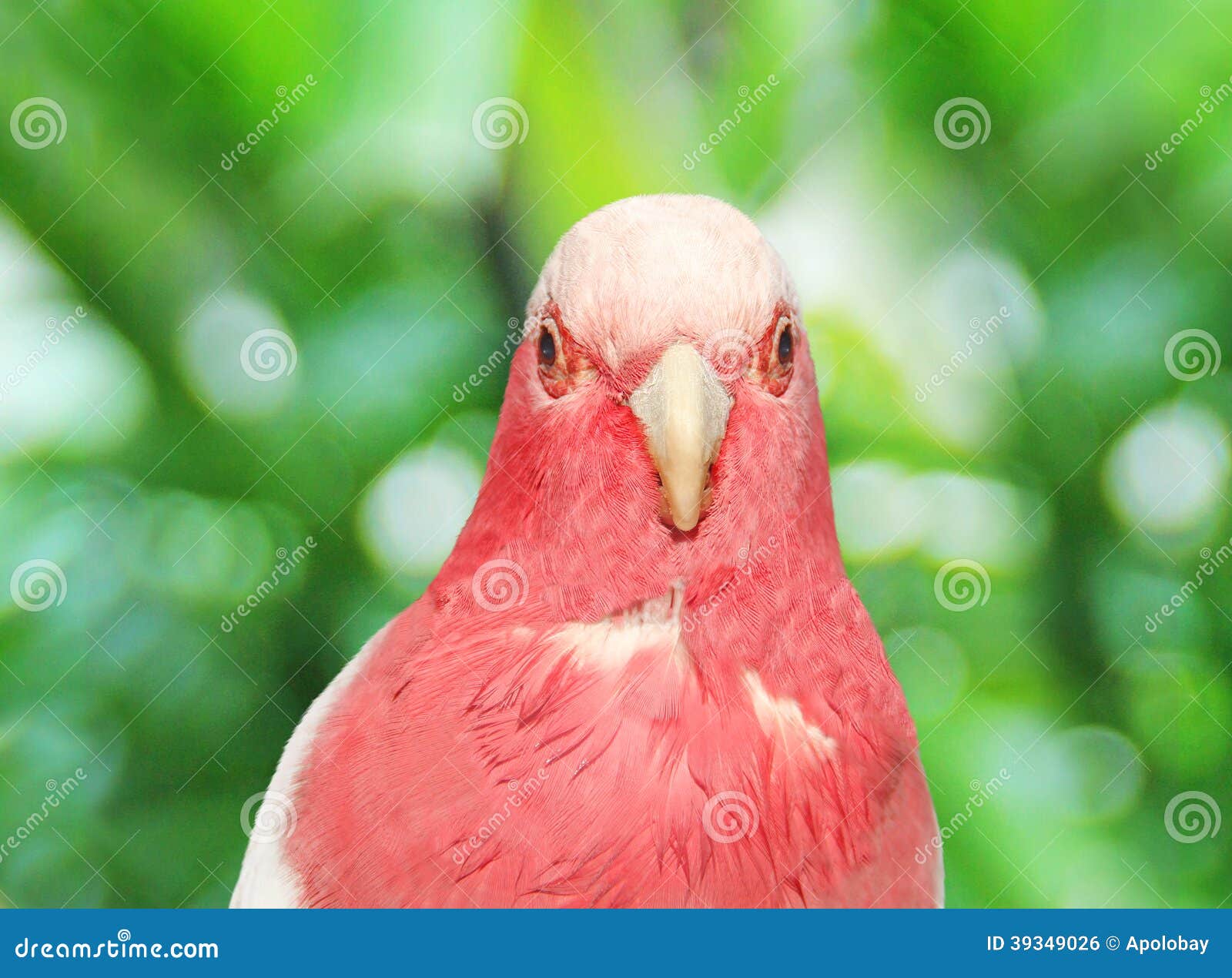 Loro Rosado Grande En La Selva Foto de archivo - Imagen de grande ...