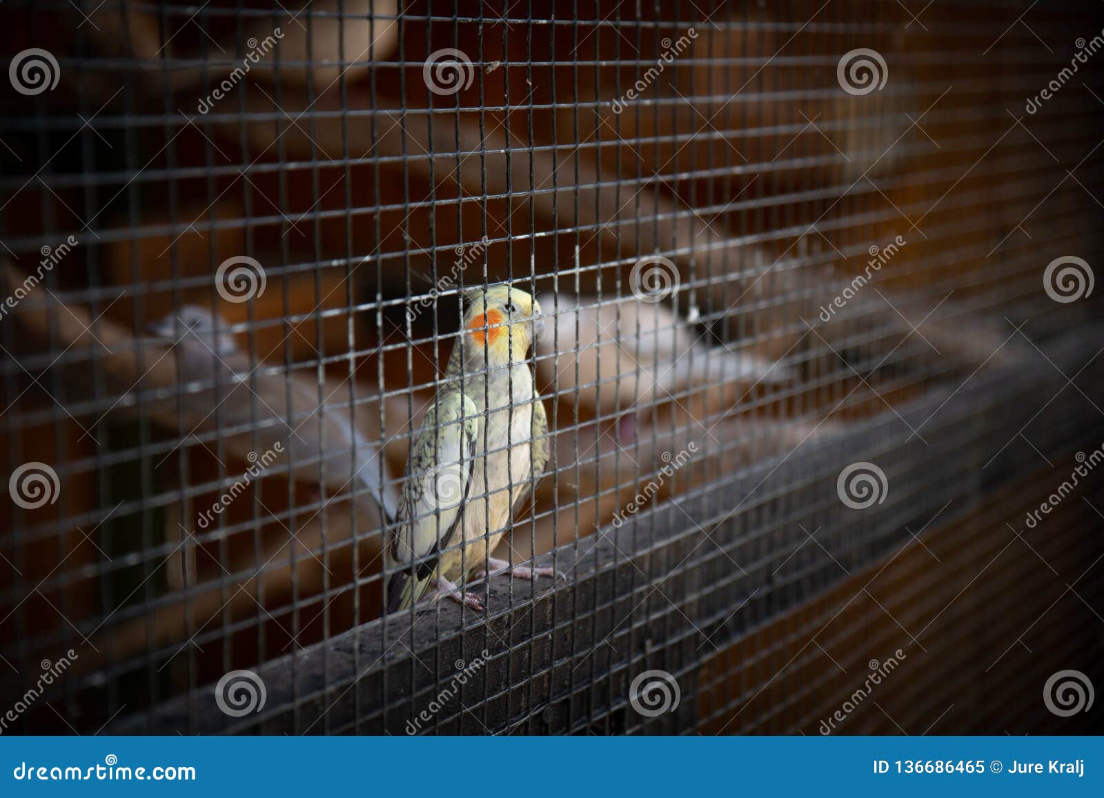 Loro Triste Dentro De La Caja Imagen de archivo - Imagen de loro ...