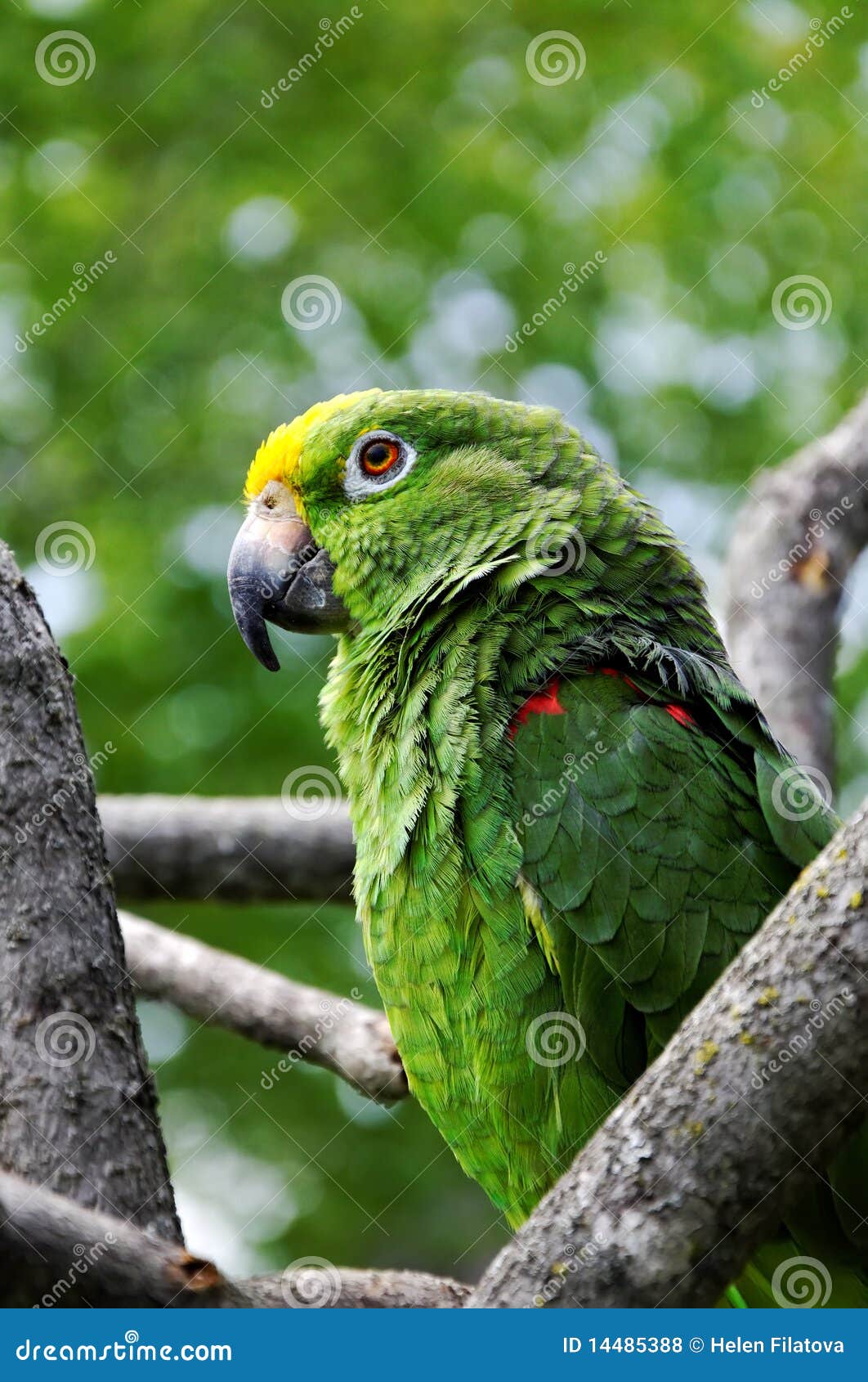 Loro verde foto de archivo. Imagen de pluma, color, tropical - 14485388