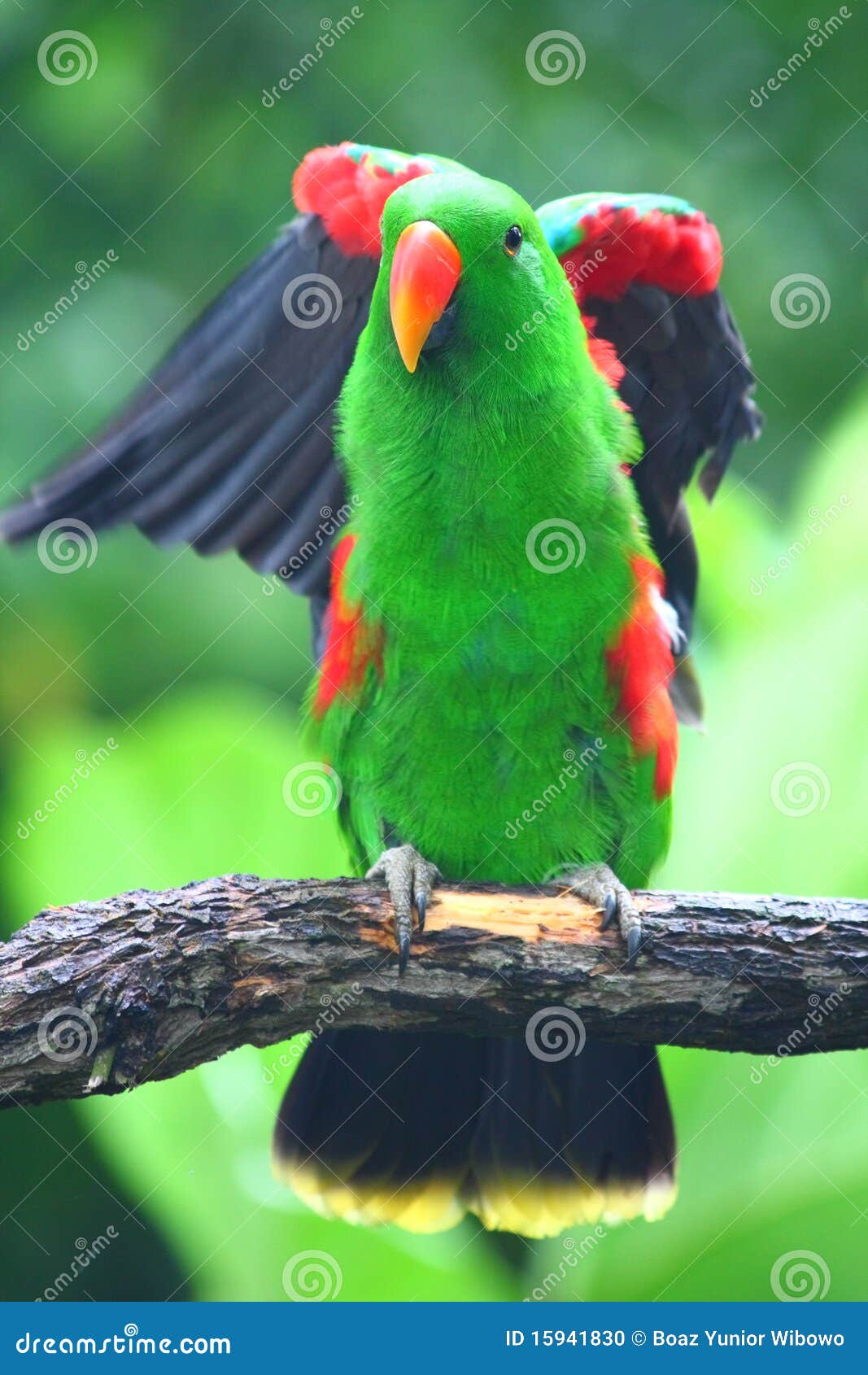 Loro Verde Foto de archivo - Imagen: 15941830