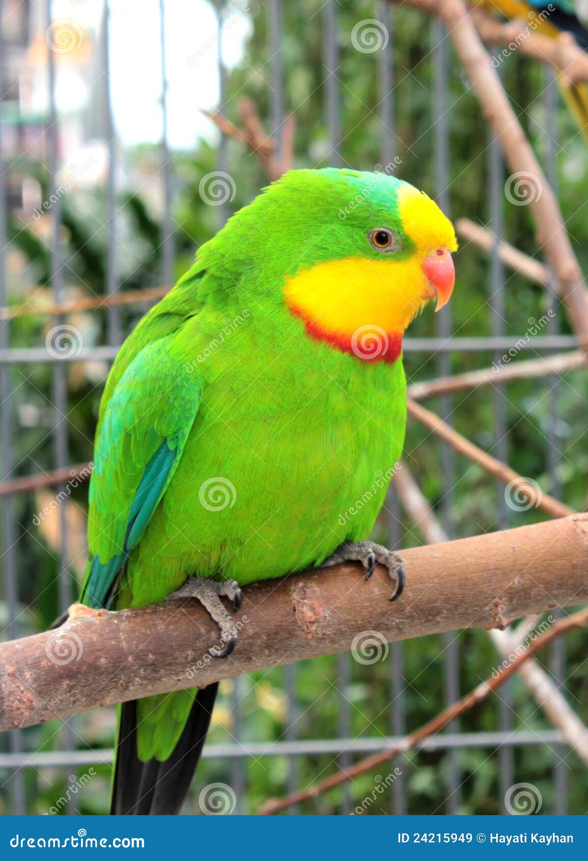 Loro verde imagen de archivo. Imagen de discurso, loro - 24215949