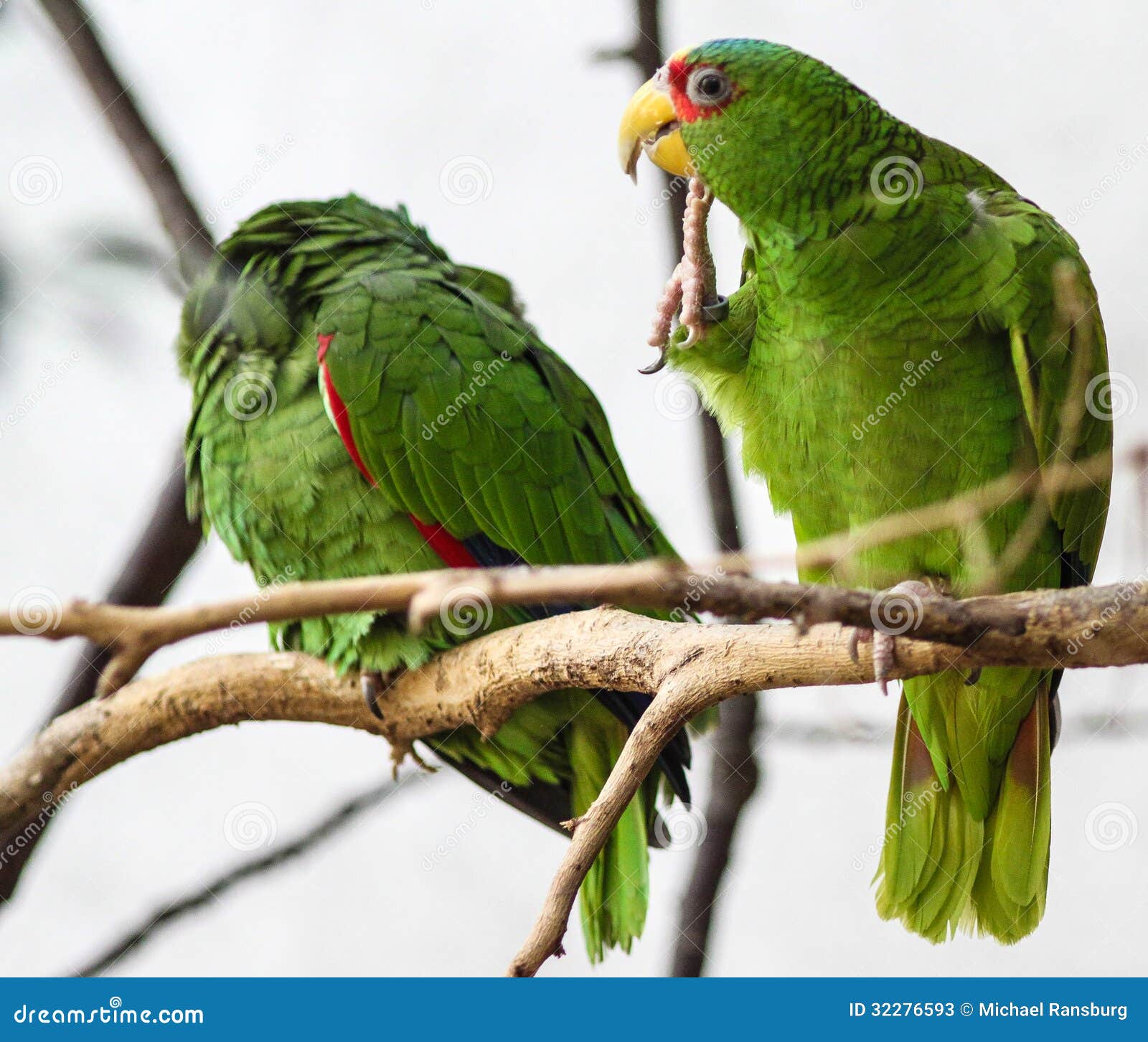 Loro verde imagen de archivo. Imagen de lindo, recorte - 32276593