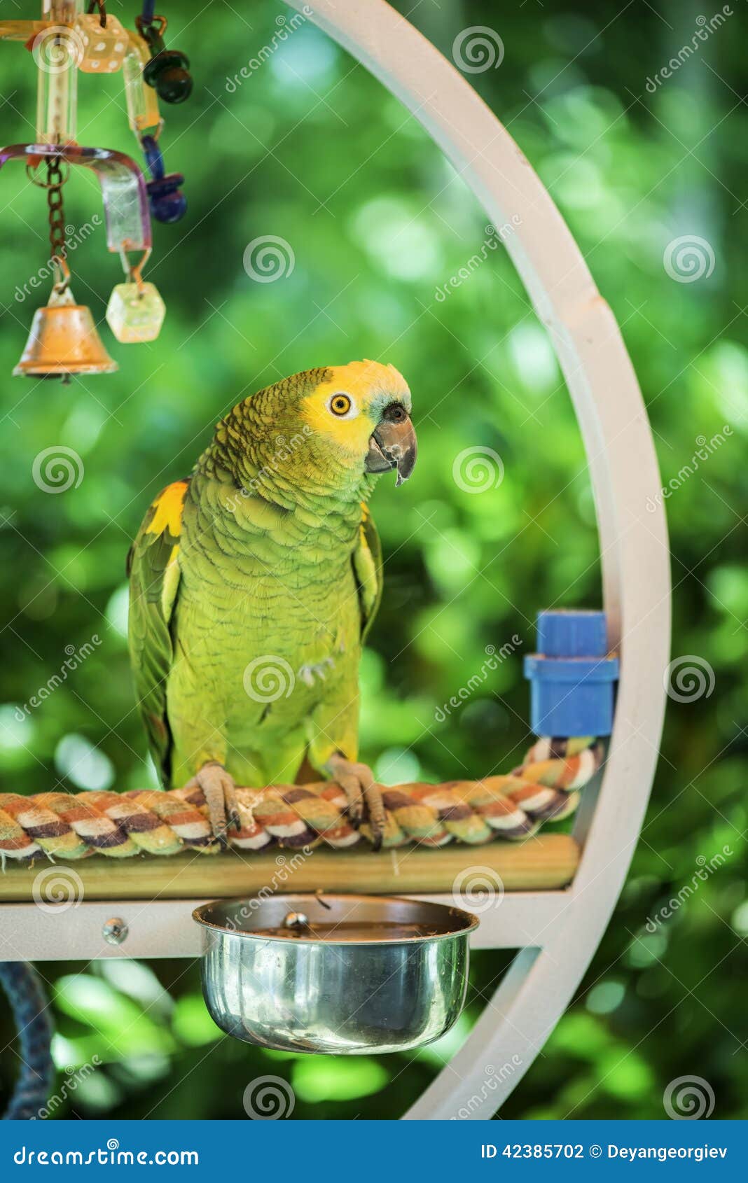 Loro verde foto de archivo. Imagen de méxico, hermoso - 42385702