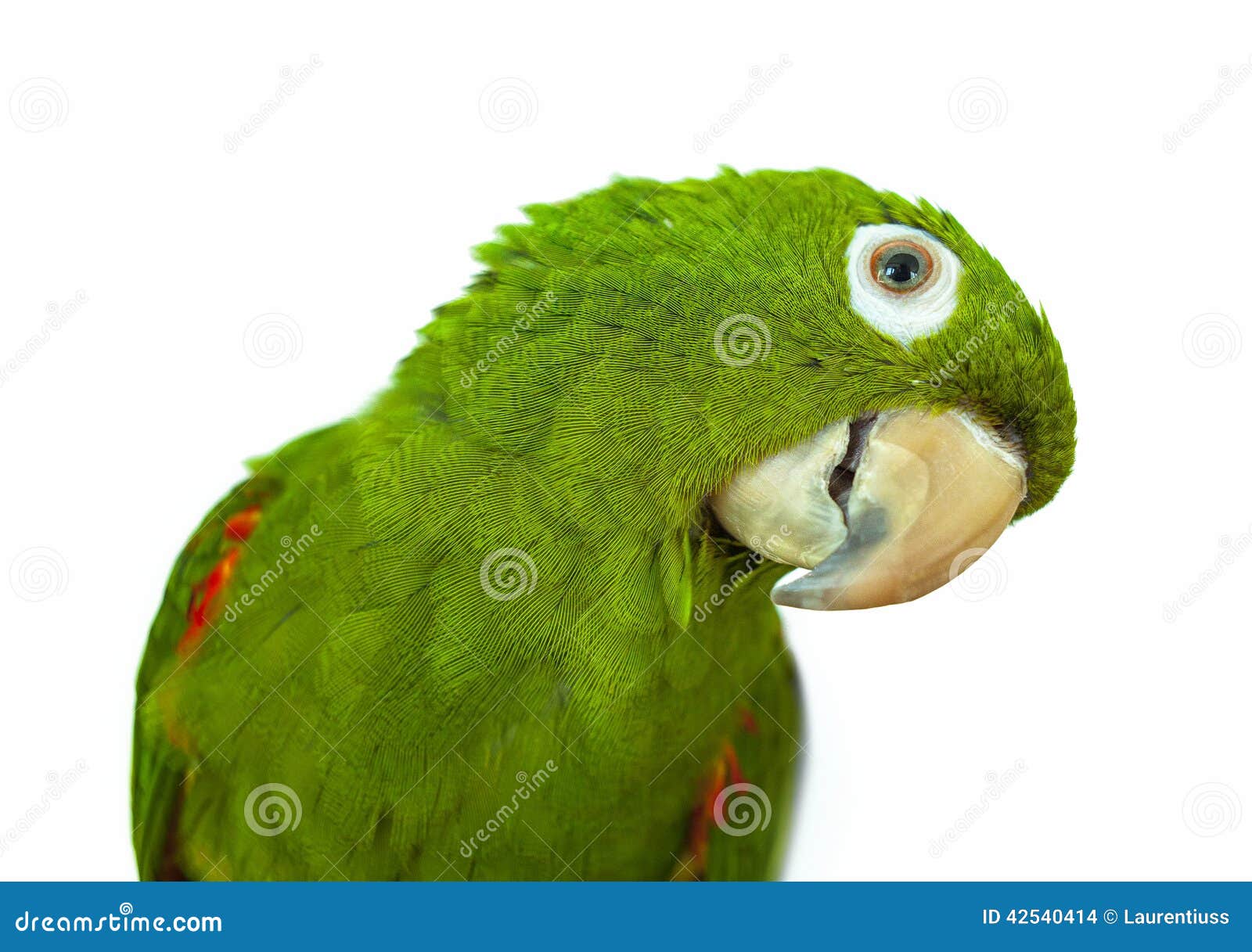 Loro verde foto de archivo. Imagen de divertido, pico - 42540414