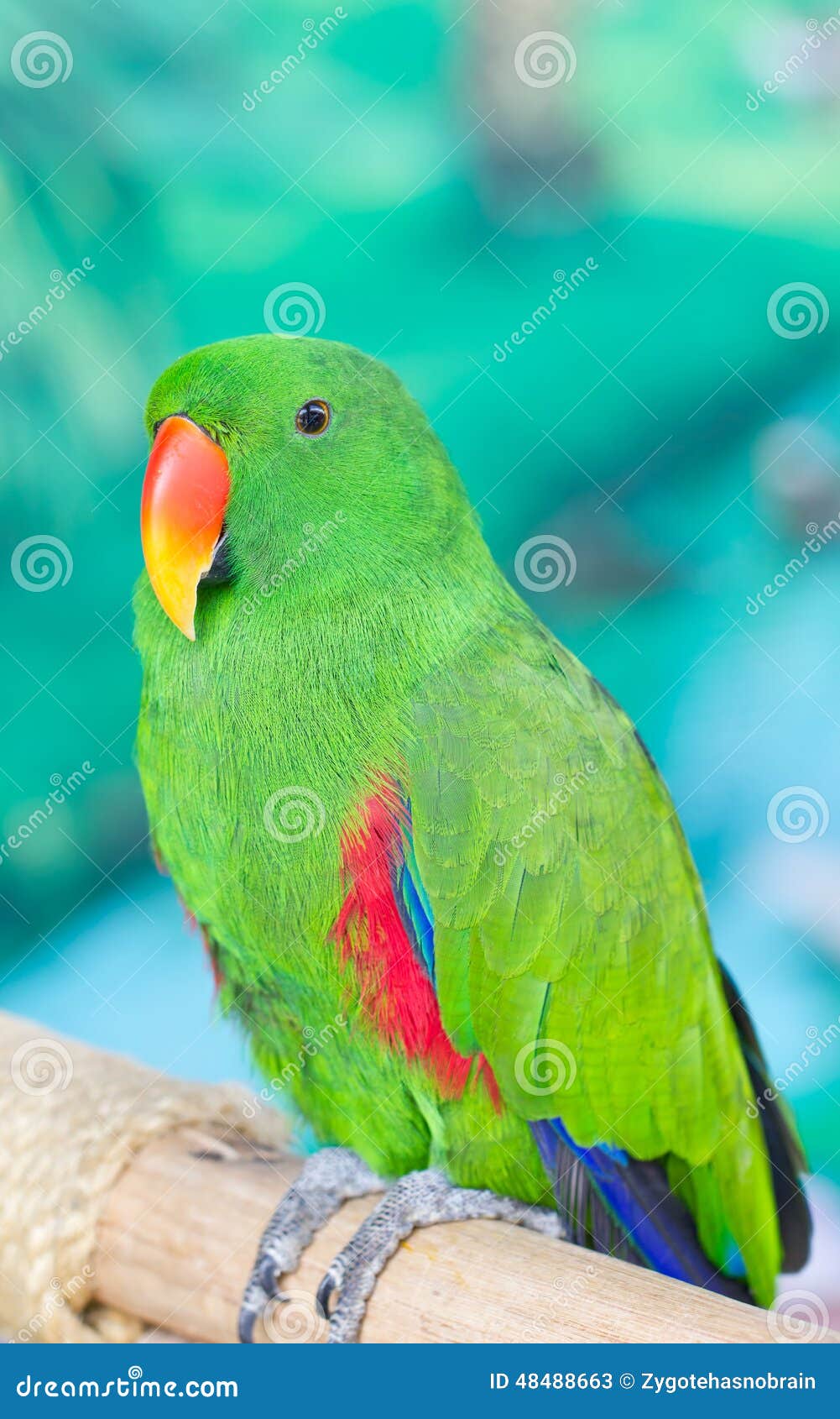 Loro verde imagen de archivo. Imagen de aviar, retrato - 48488663