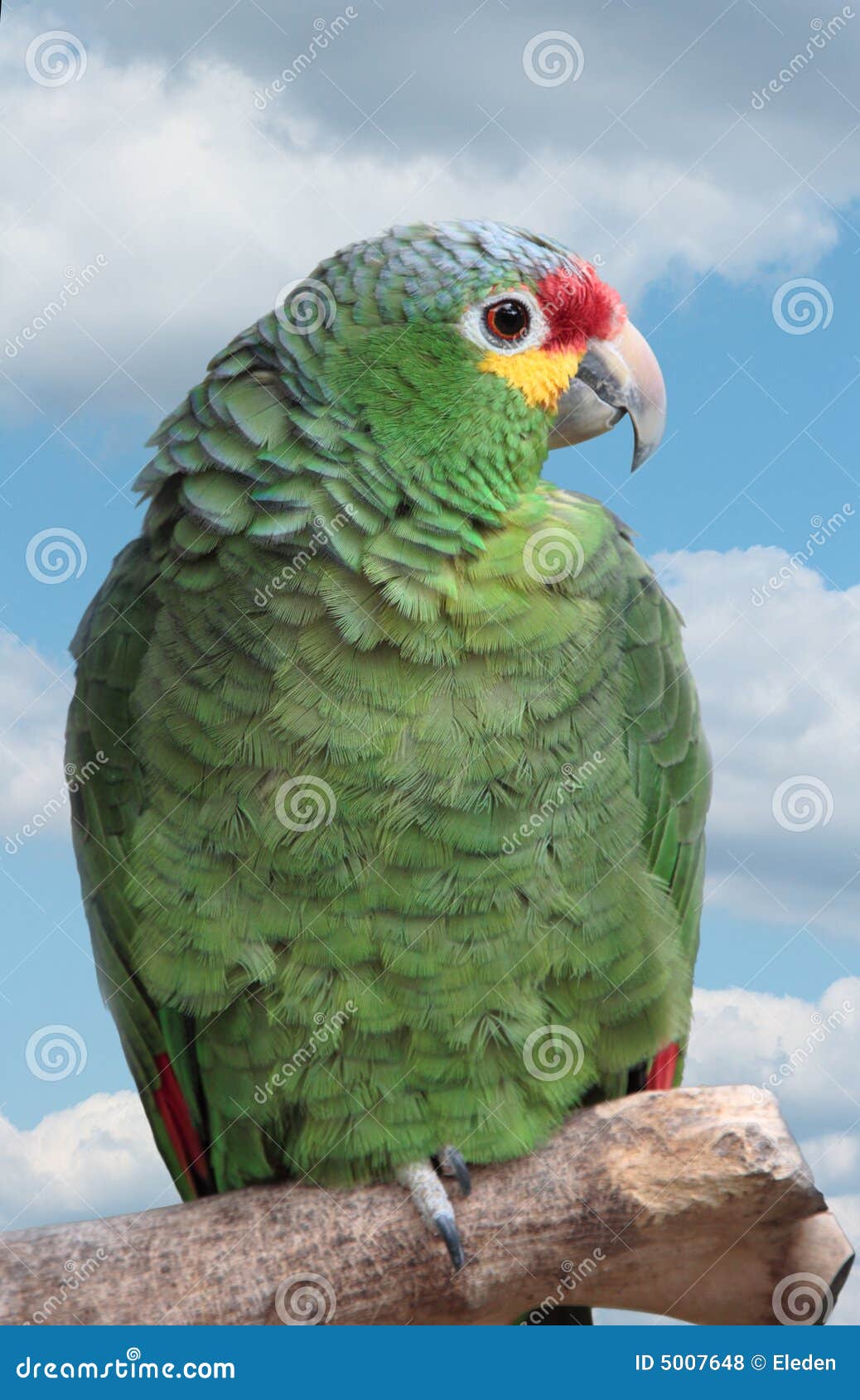 Loro verde foto de archivo. Imagen de rojo, colorido, azul - 5007648