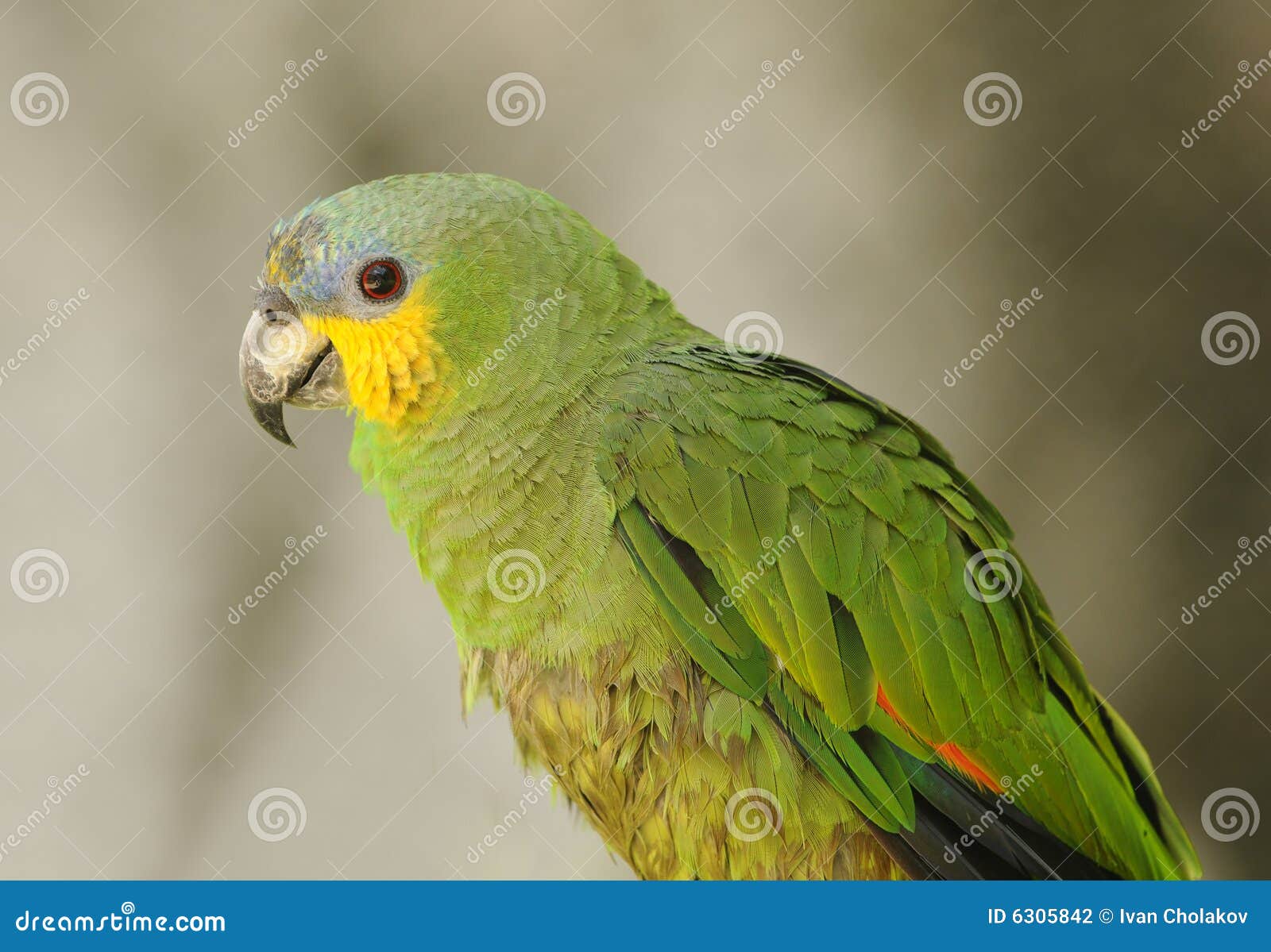 Loro verde foto de archivo. Imagen de verde, especie, primer - 6305842