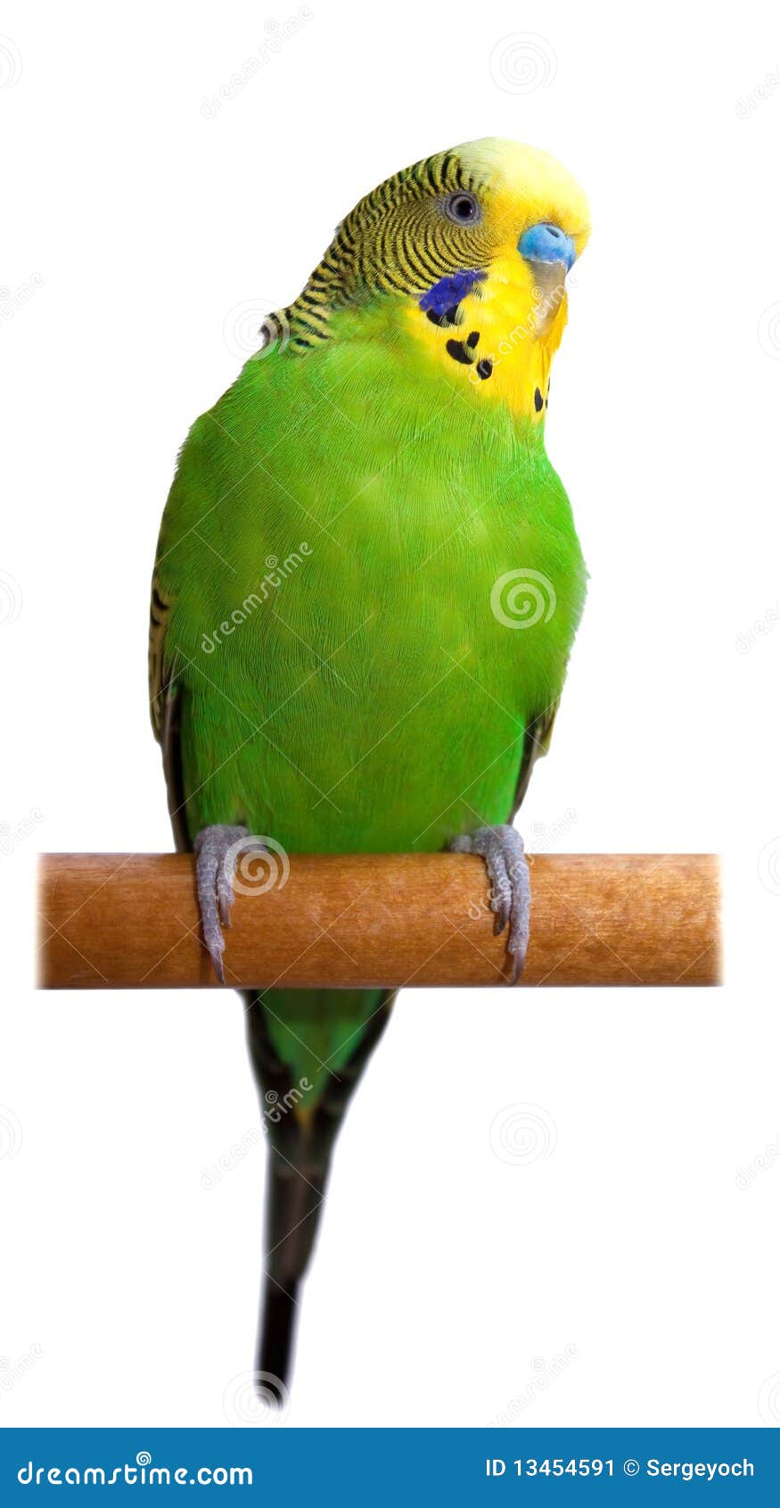 Loro Verde Australiano Aislado Imagen de archivo - Imagen de ...