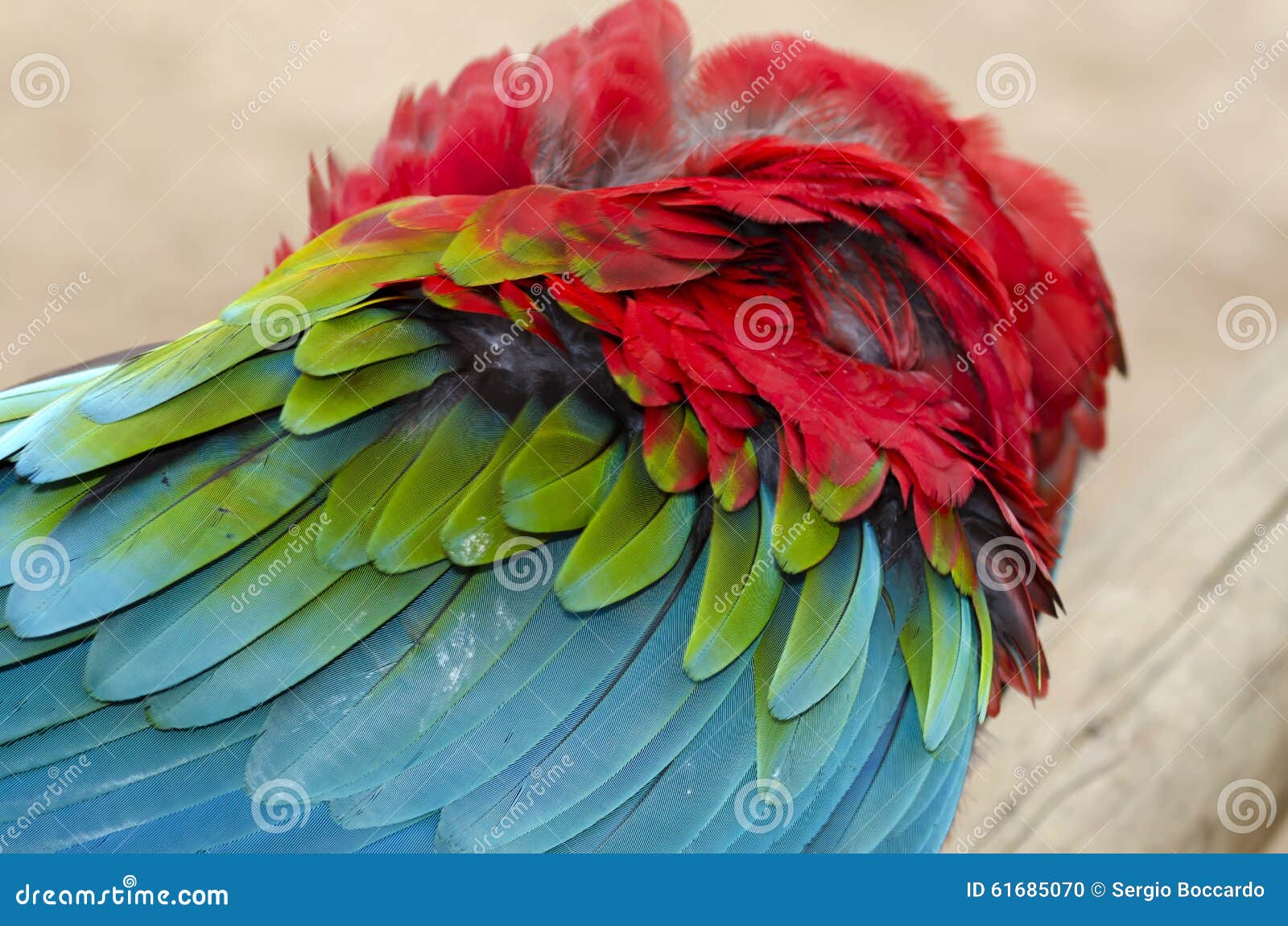 Loro Verde-con Alas En Iguazu Foto de archivo - Imagen de cierre ...