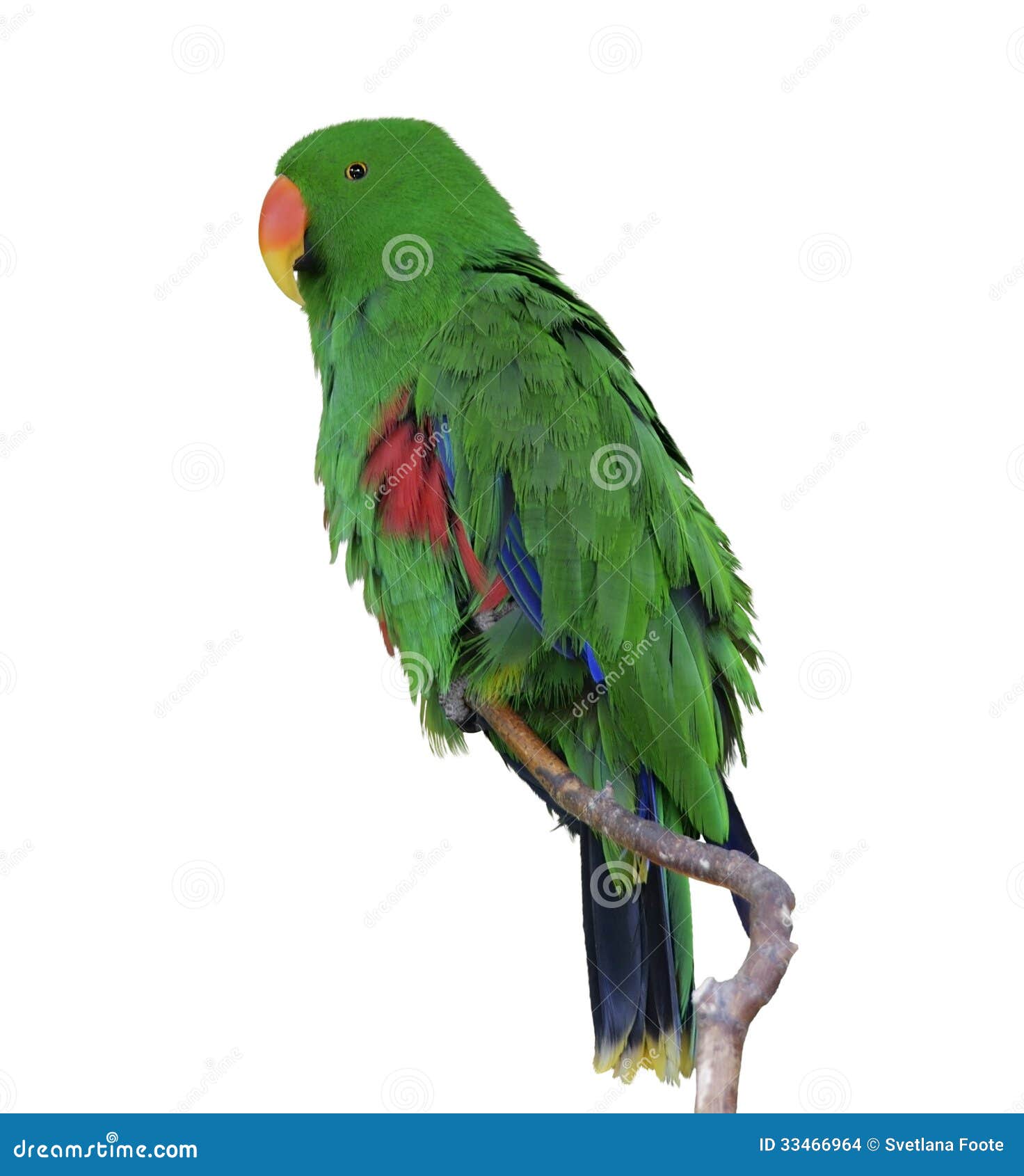 Loro verde de Eclectus foto de archivo. Imagen de loro - 33466964