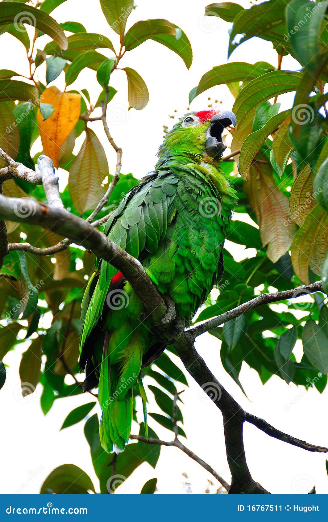 Loro verde del Macaw imagen de archivo. Imagen de colorido - 16767511