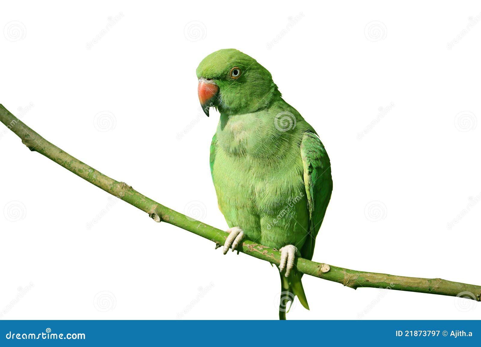 Loro Verde En El Fondo Blanco Imagen de archivo - Imagen de verde ...